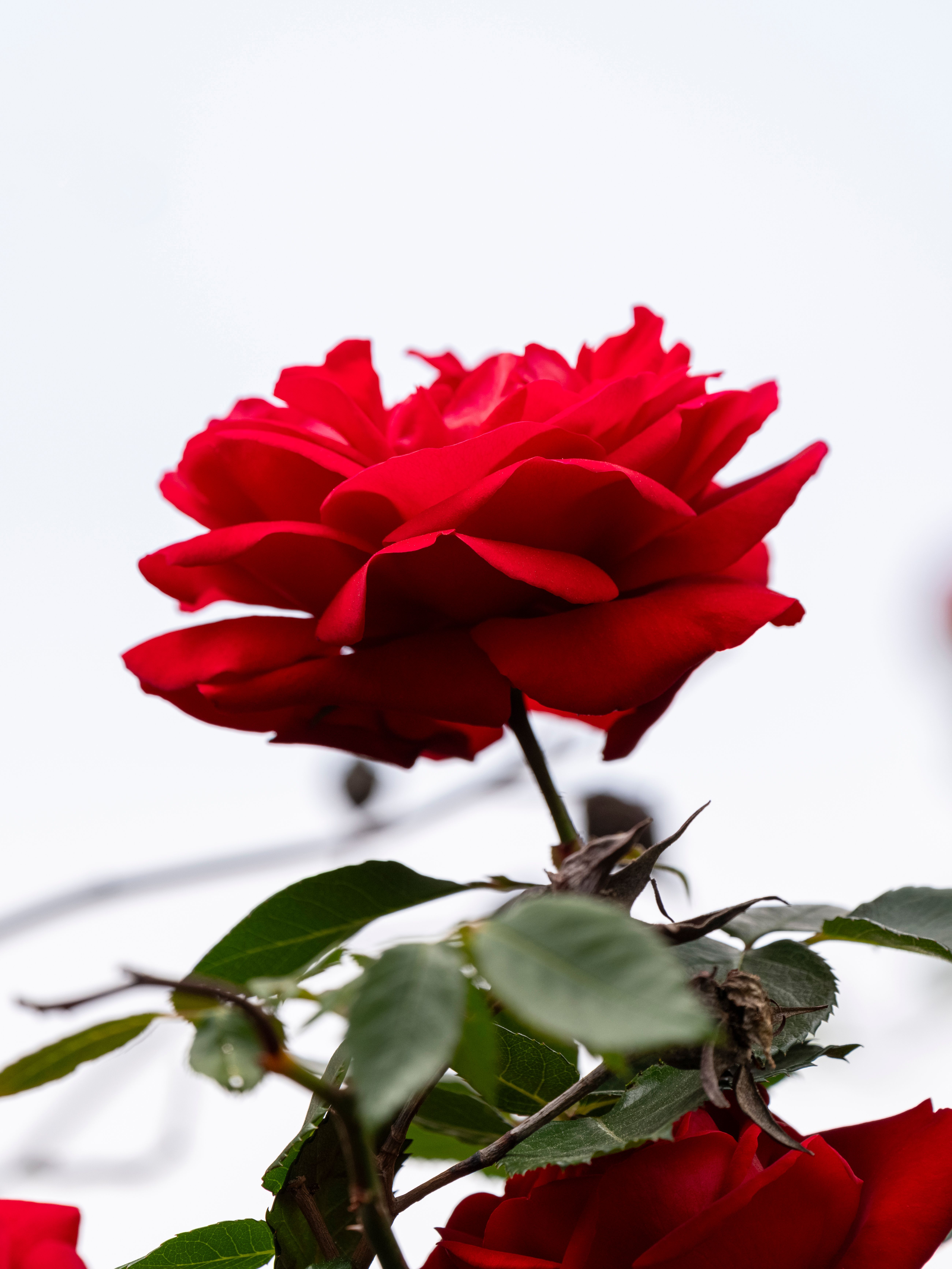 Vibrant Red Rose in Bloom Against Clear Sky · Free Stock Photo