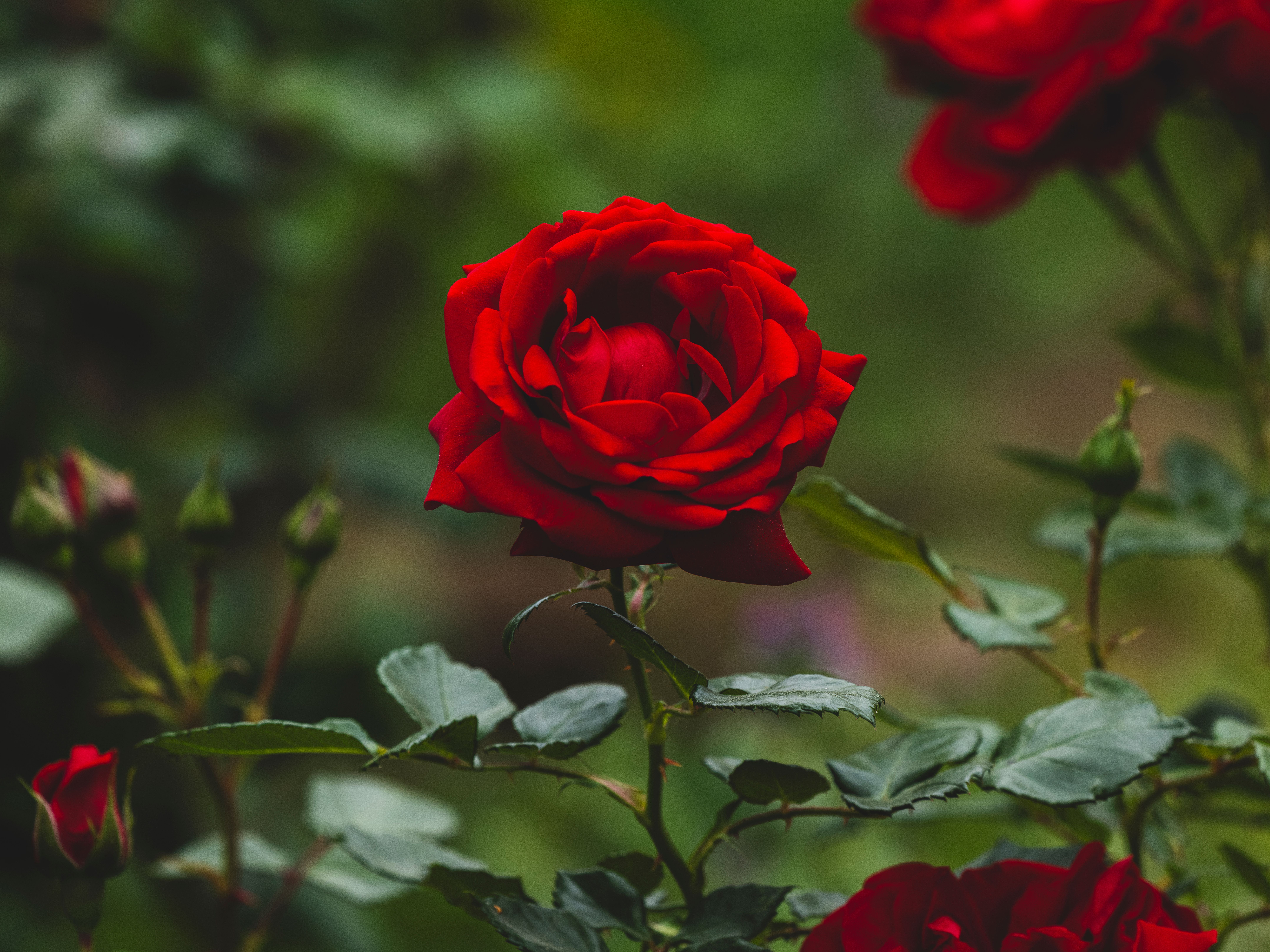 Blooming Red Rose in Summer Garden · Free Stock Photo