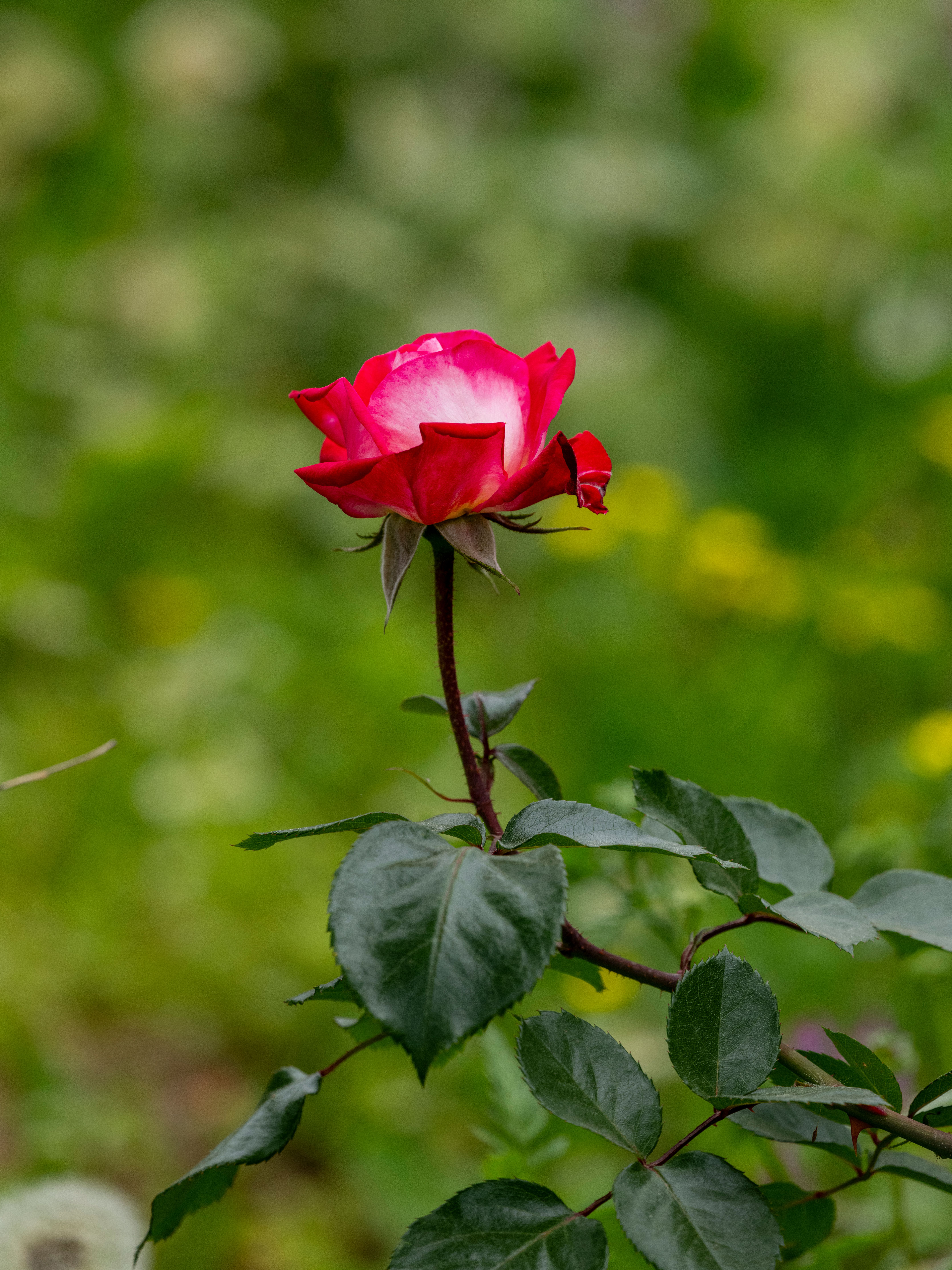 Vibrant Red Rose Blooming in Spring Garden · Free Stock Photo