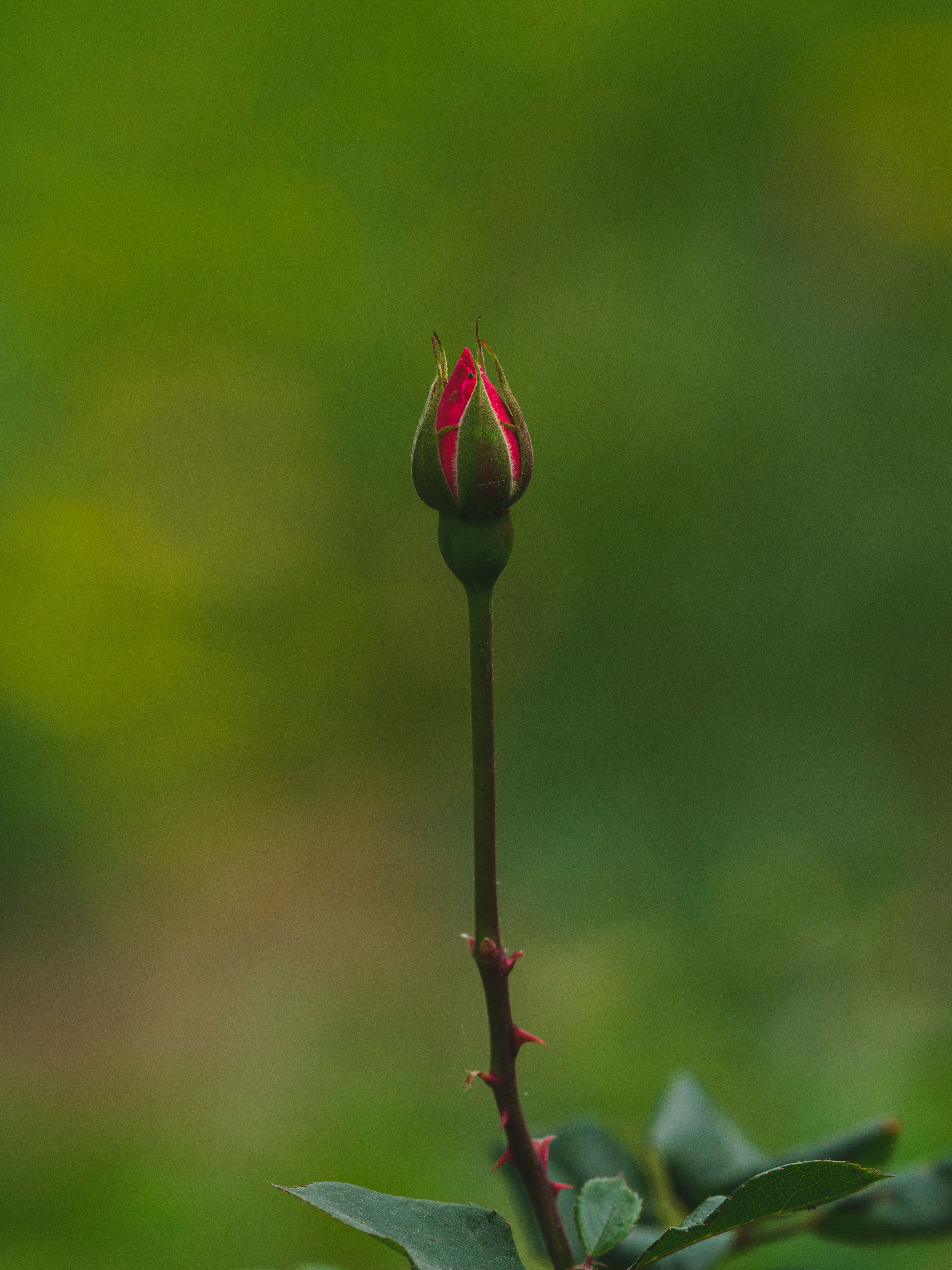 Close-Up of a Red Rose Bud in Blooming Process · Free Stock Photo