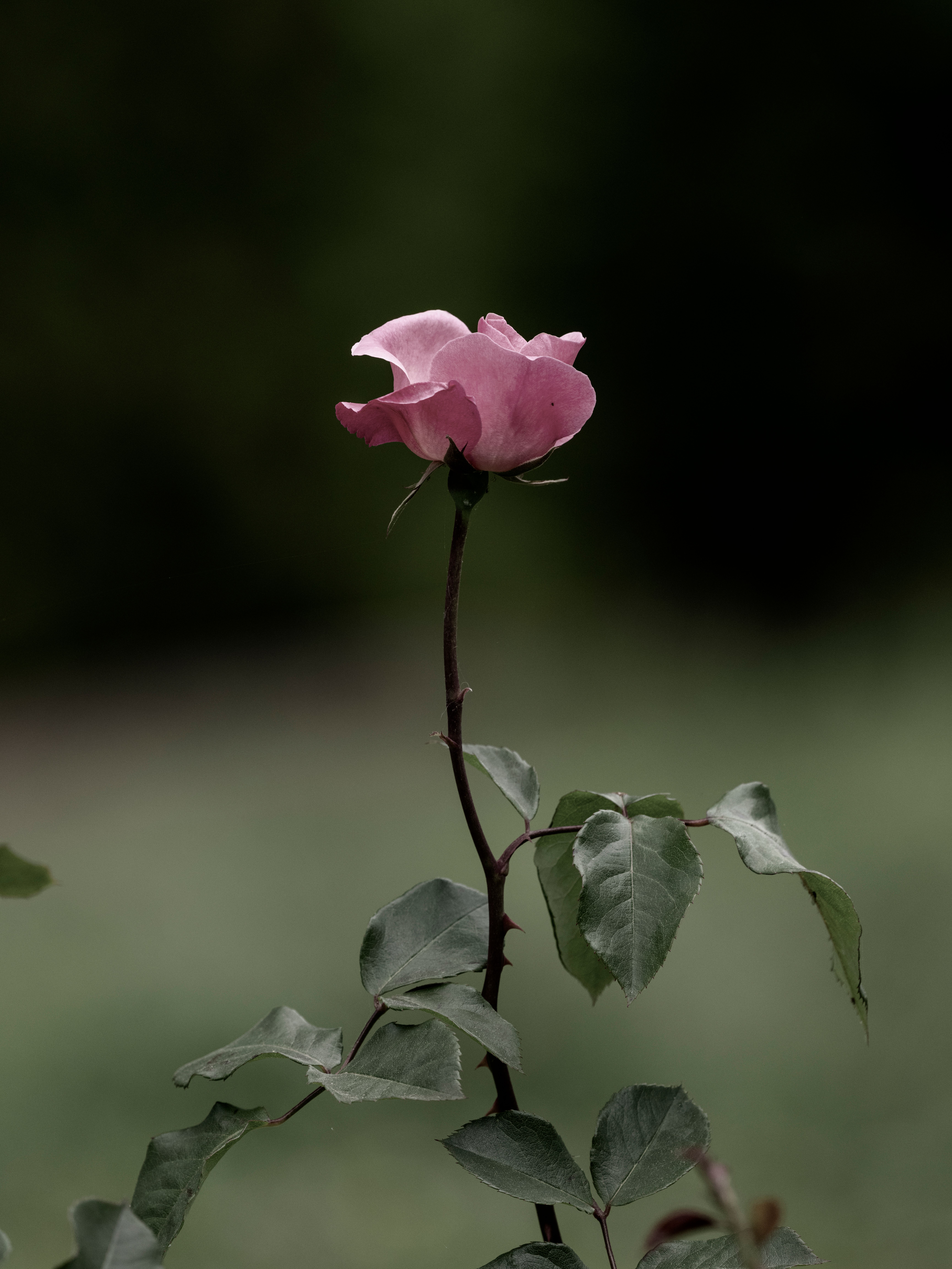 Elegant Pink Rose Blooming in Natural Setting · Free Stock Photo