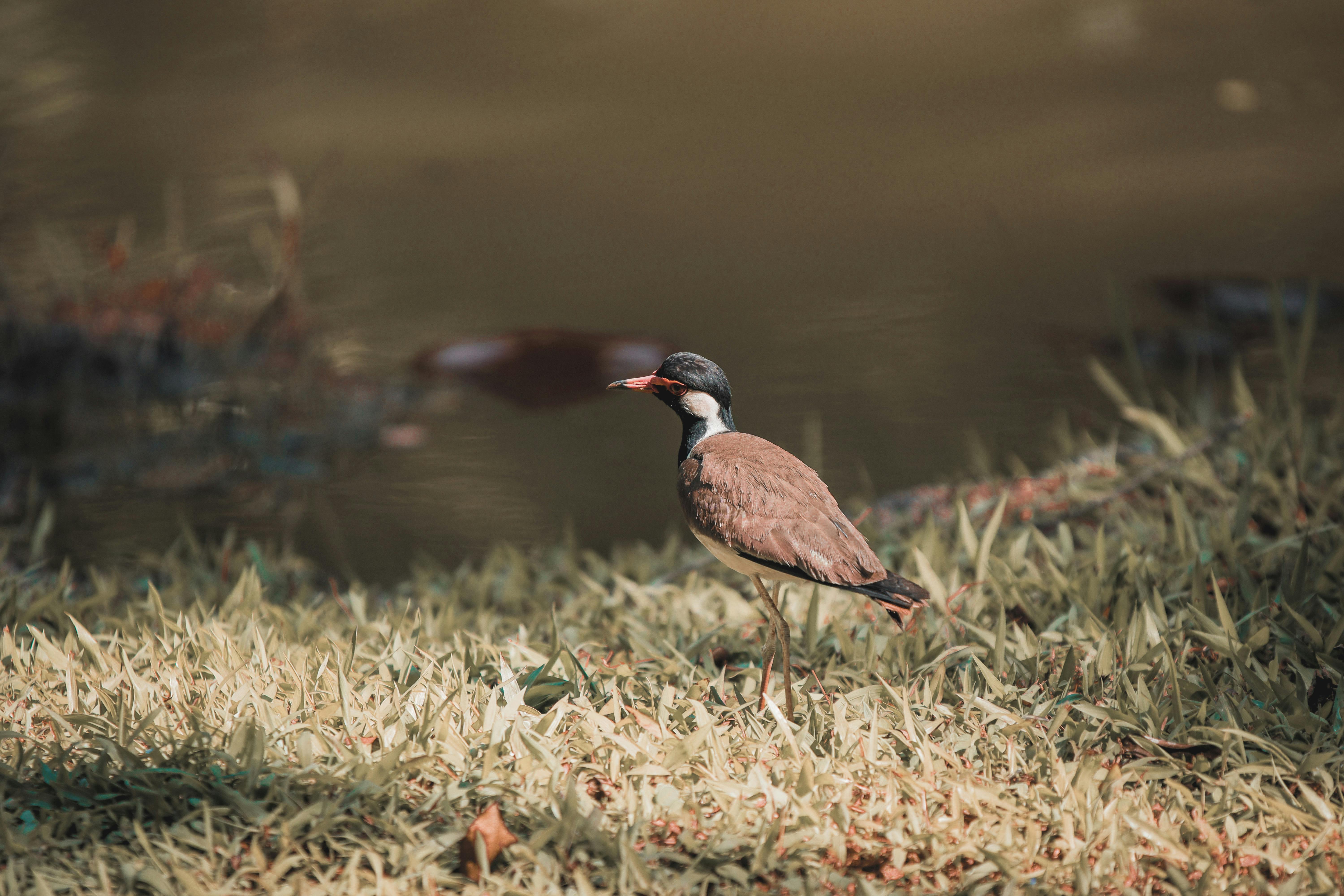 Red-wattled Lapwing by a Tranquil Pond · Free Stock Photo