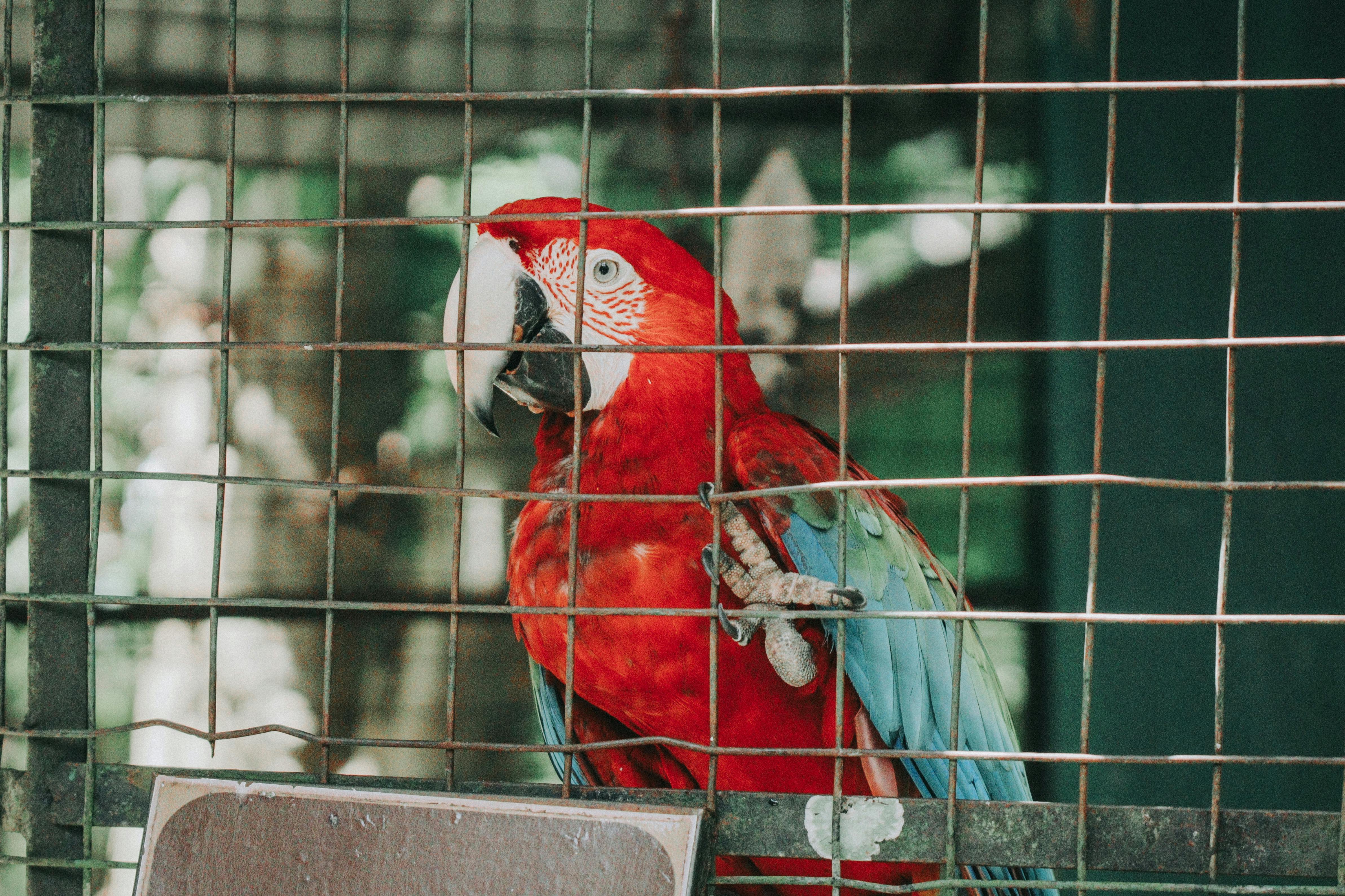 Vibrant Macaw Parrot in a Cage at a Zoo · Free Stock Photo