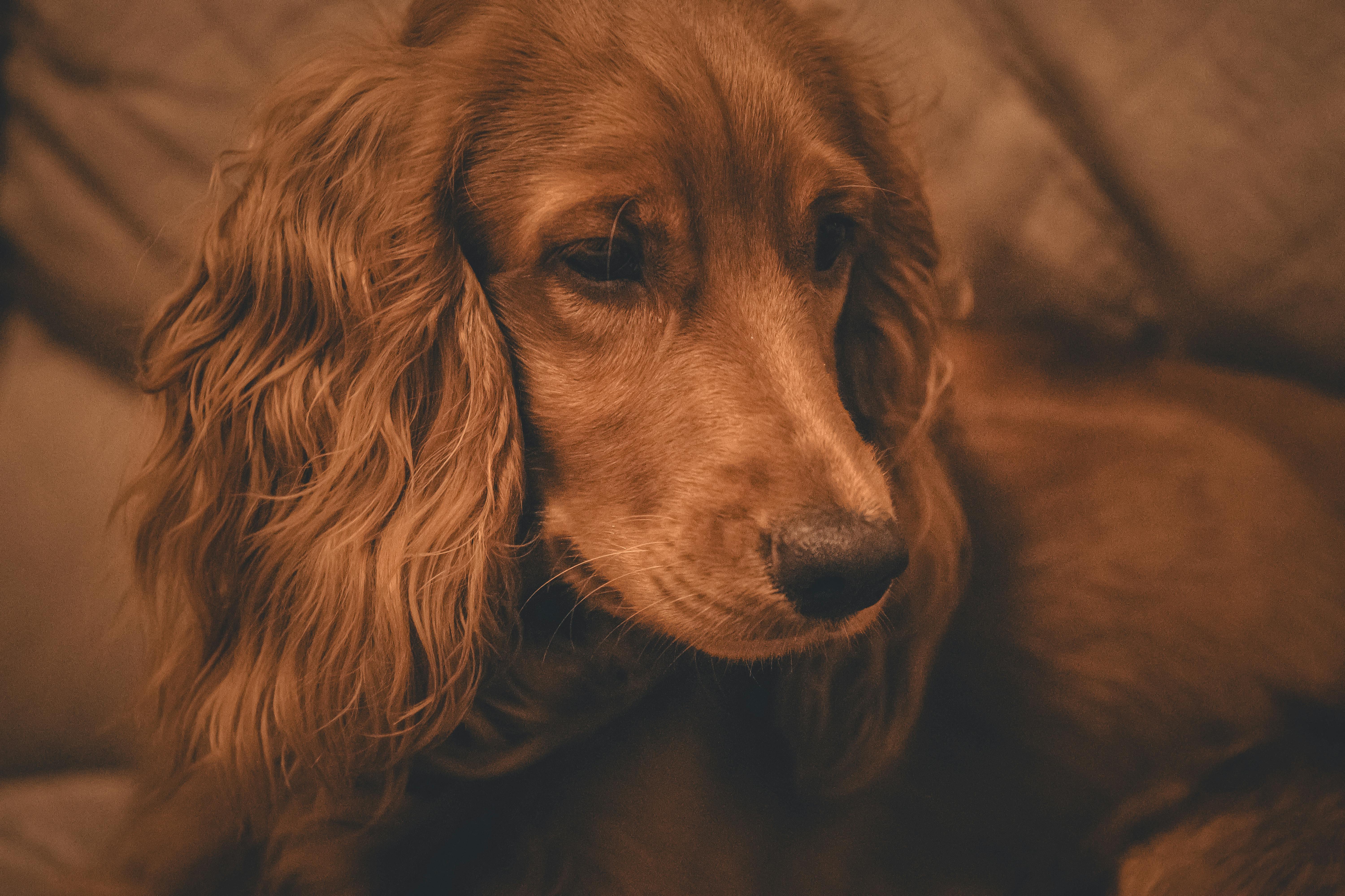Close-up of a Thoughtful Cocker Spaniel · Free Stock Photo