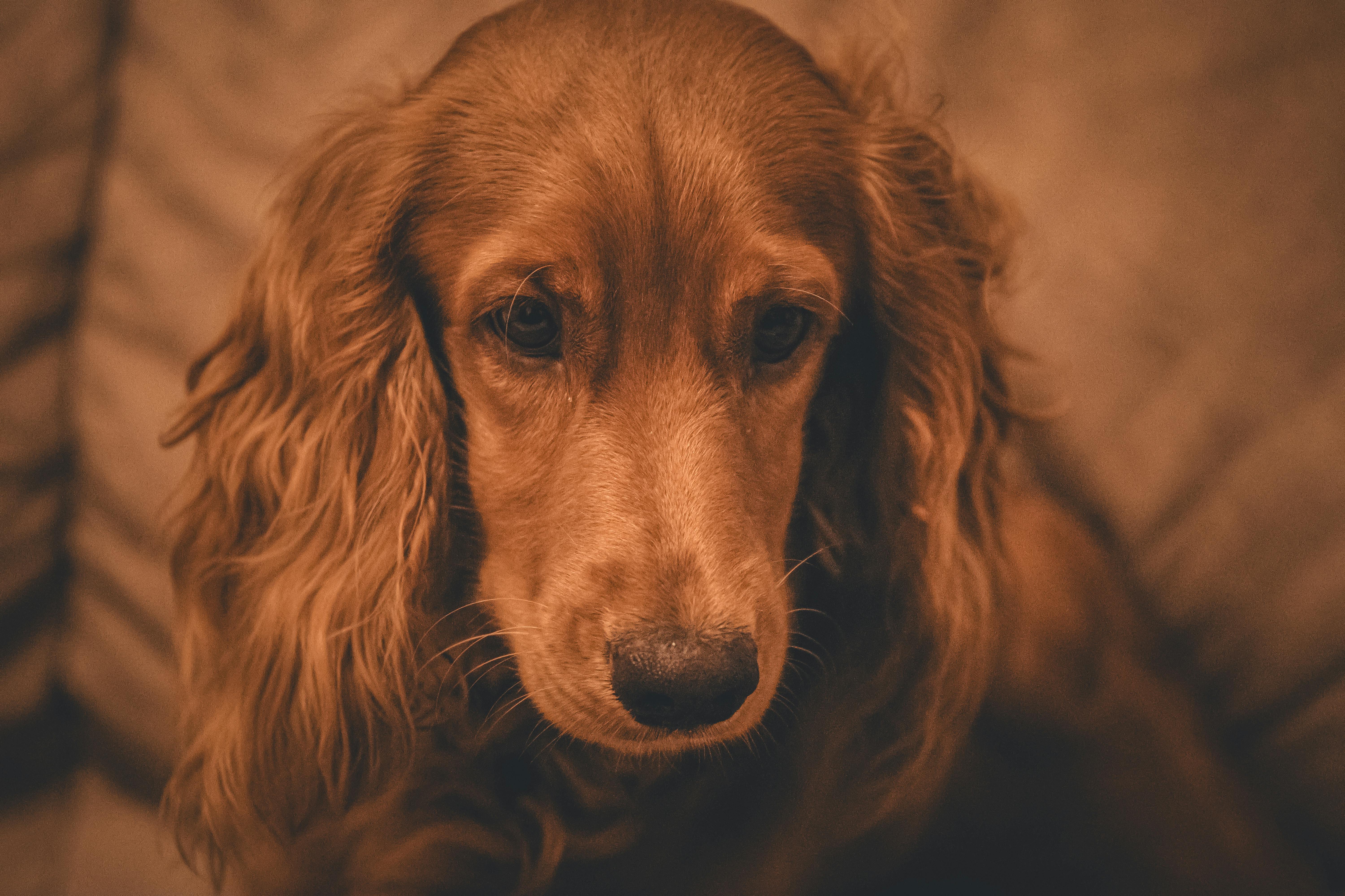 Warm Portrait of Cocker Spaniel Dog Indoors · Free Stock Photo