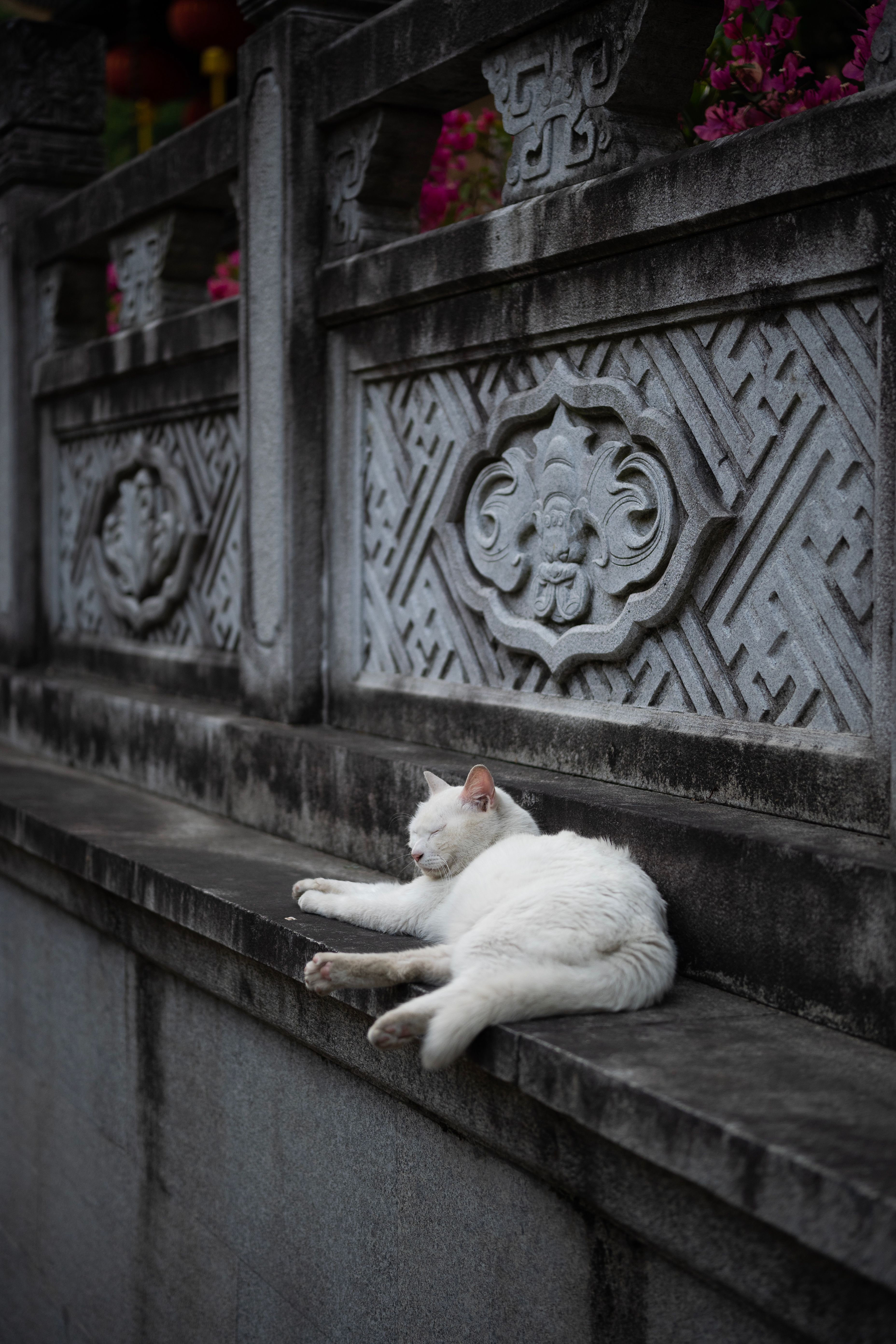 Napping Photos, Download The BEST Free Napping Stock Photos & HD Images
