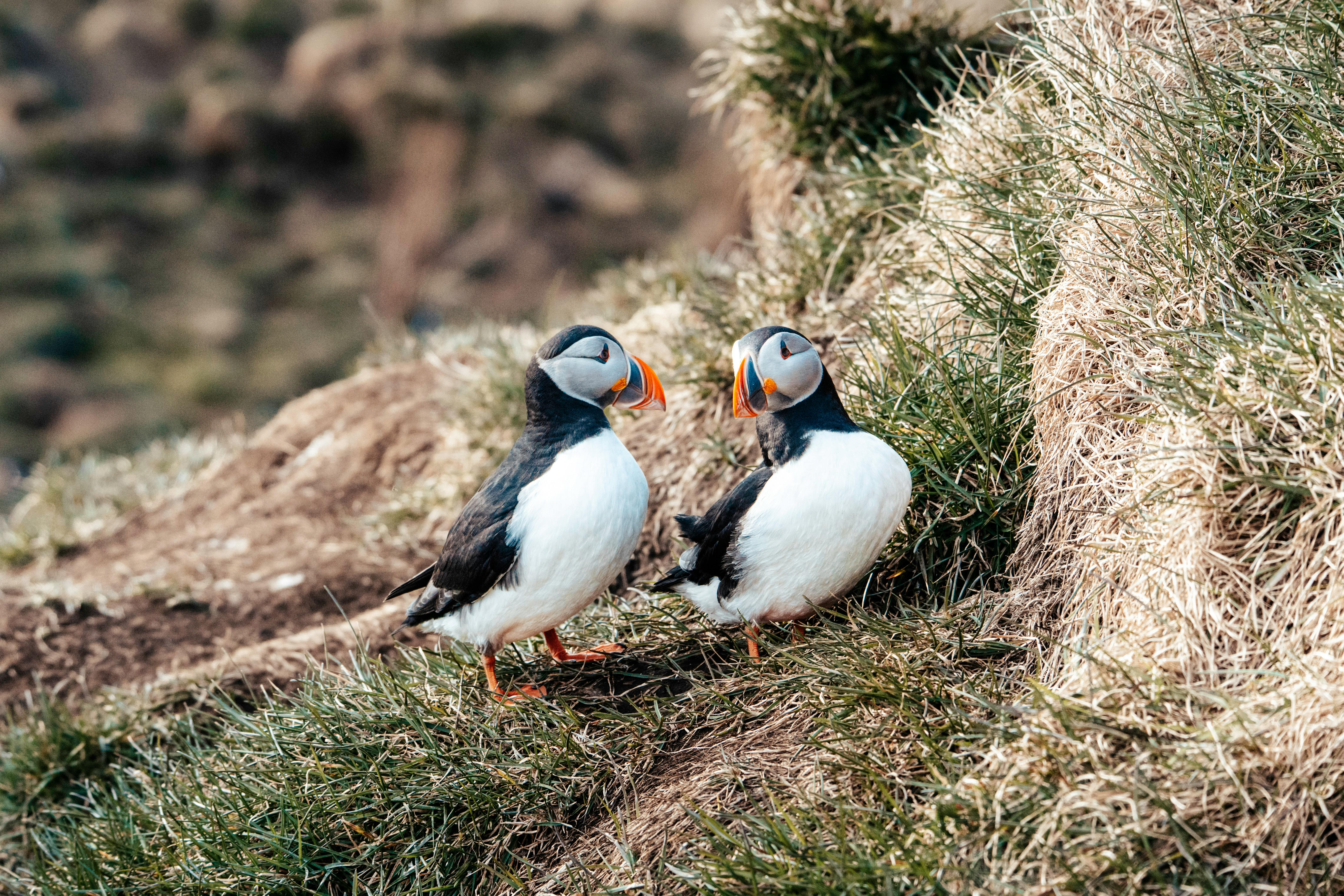 Tiny,+Skinny,+Small+Breasts Photos, Download The BEST Free Tiny,+Skinny,+Small+Breasts Stock ...