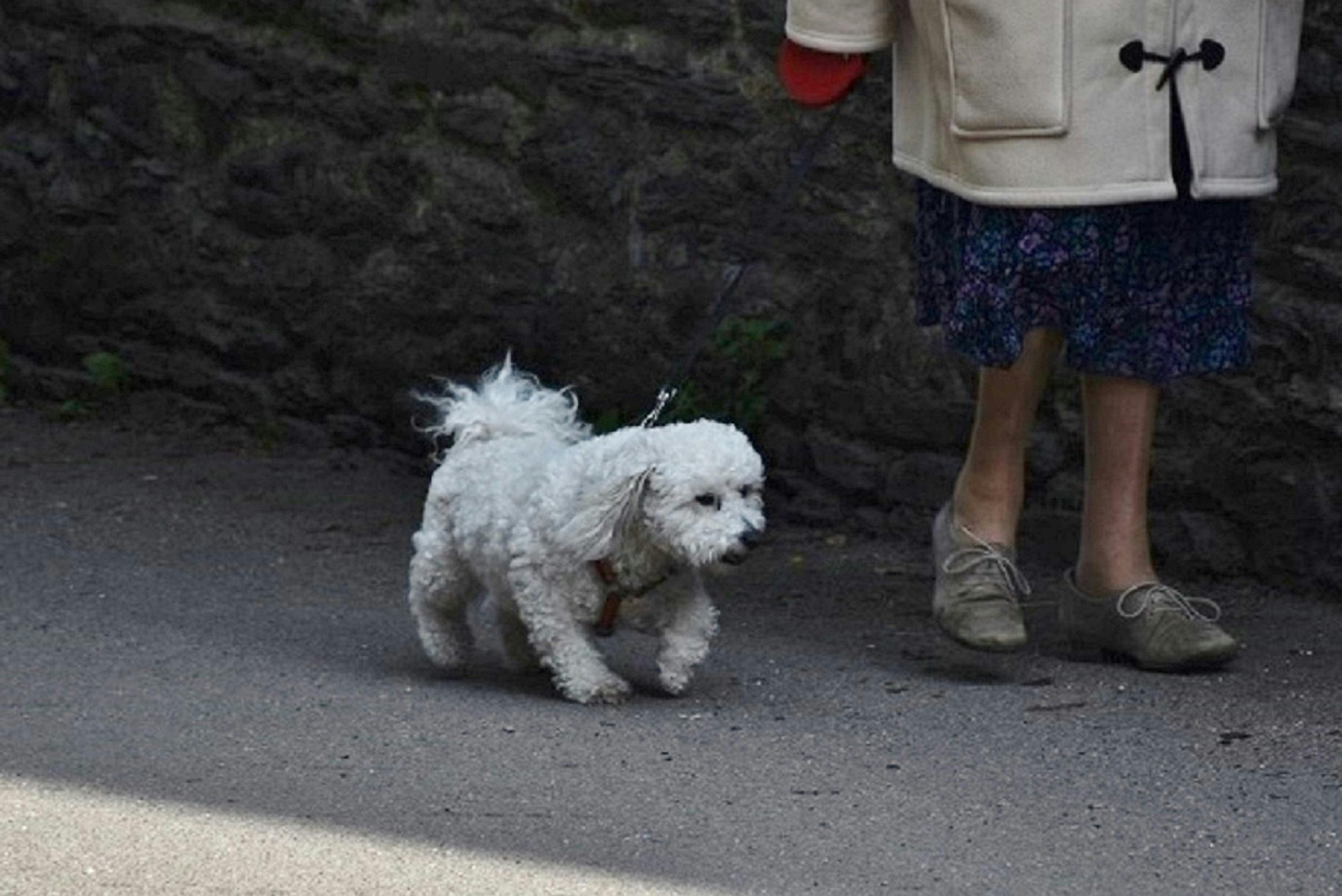 Woman Walking Small White Dog on Leash Outdoors · Free Stock Photo