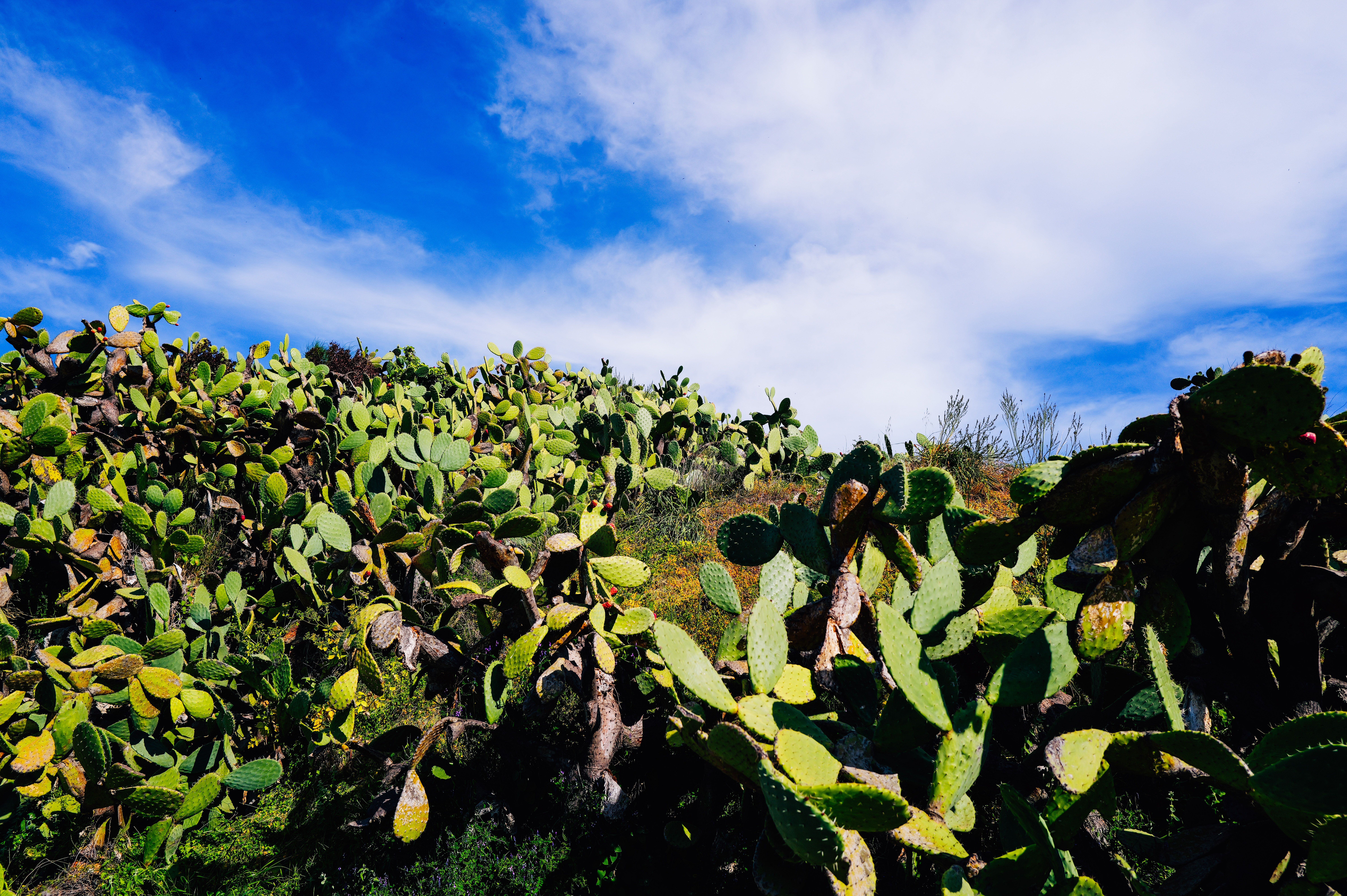 Cacti Pup Photos, Download The BEST Free Cacti Pup Stock Photos & HD Images