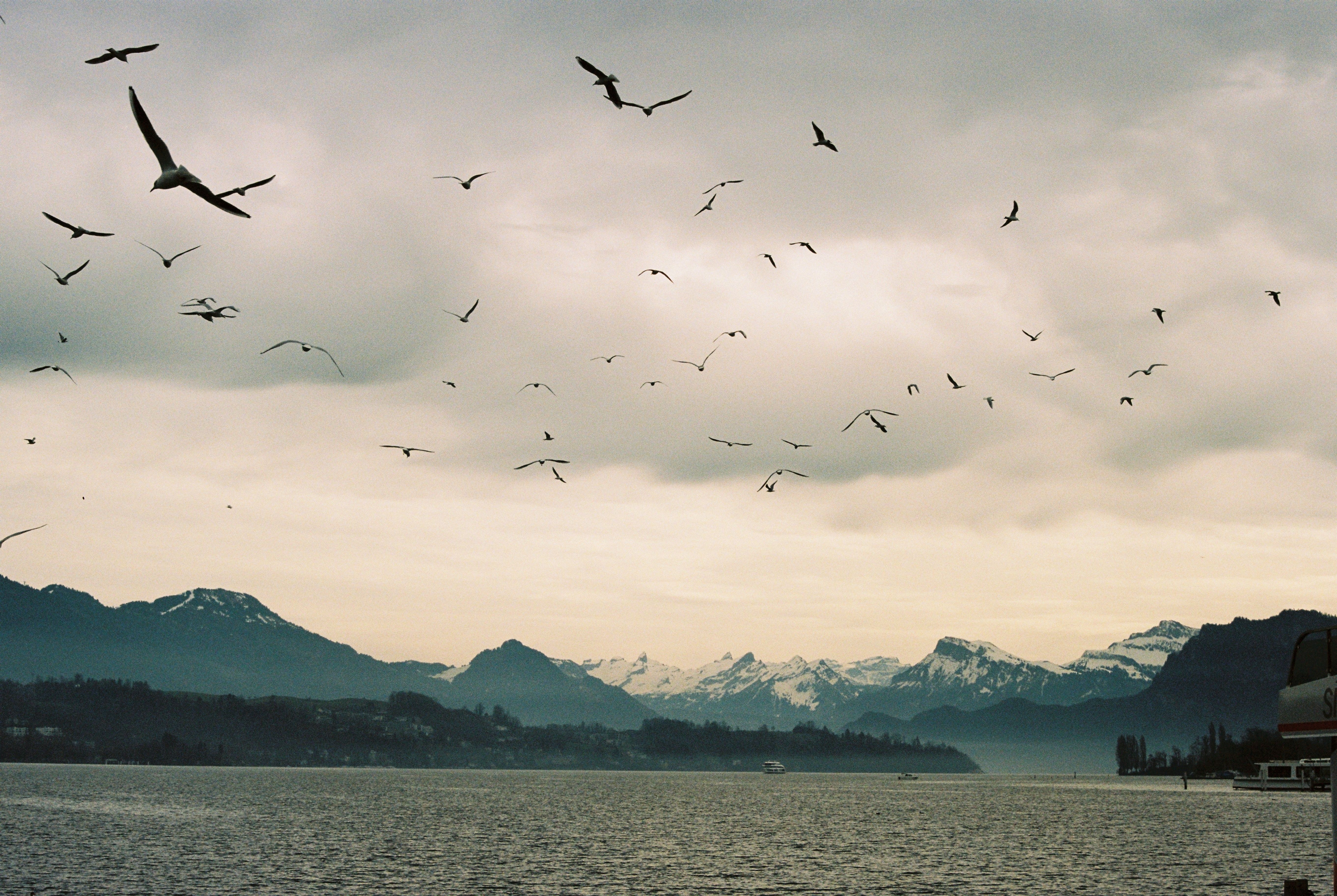 Birds Flying Over Lake with Swiss Alps in Background · Free Stock Photo