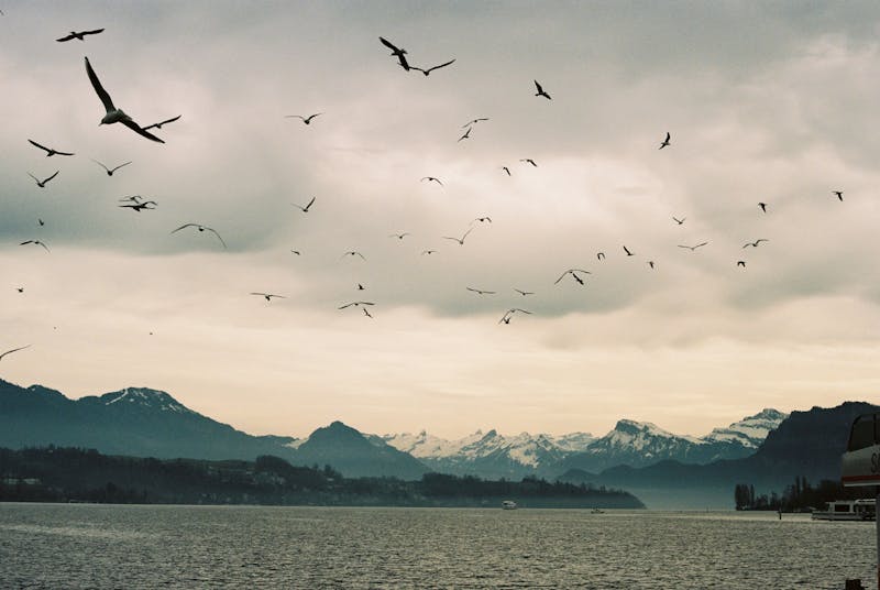 Watermark Free Photos, Download The BEST Free Watermark Free Stock ...