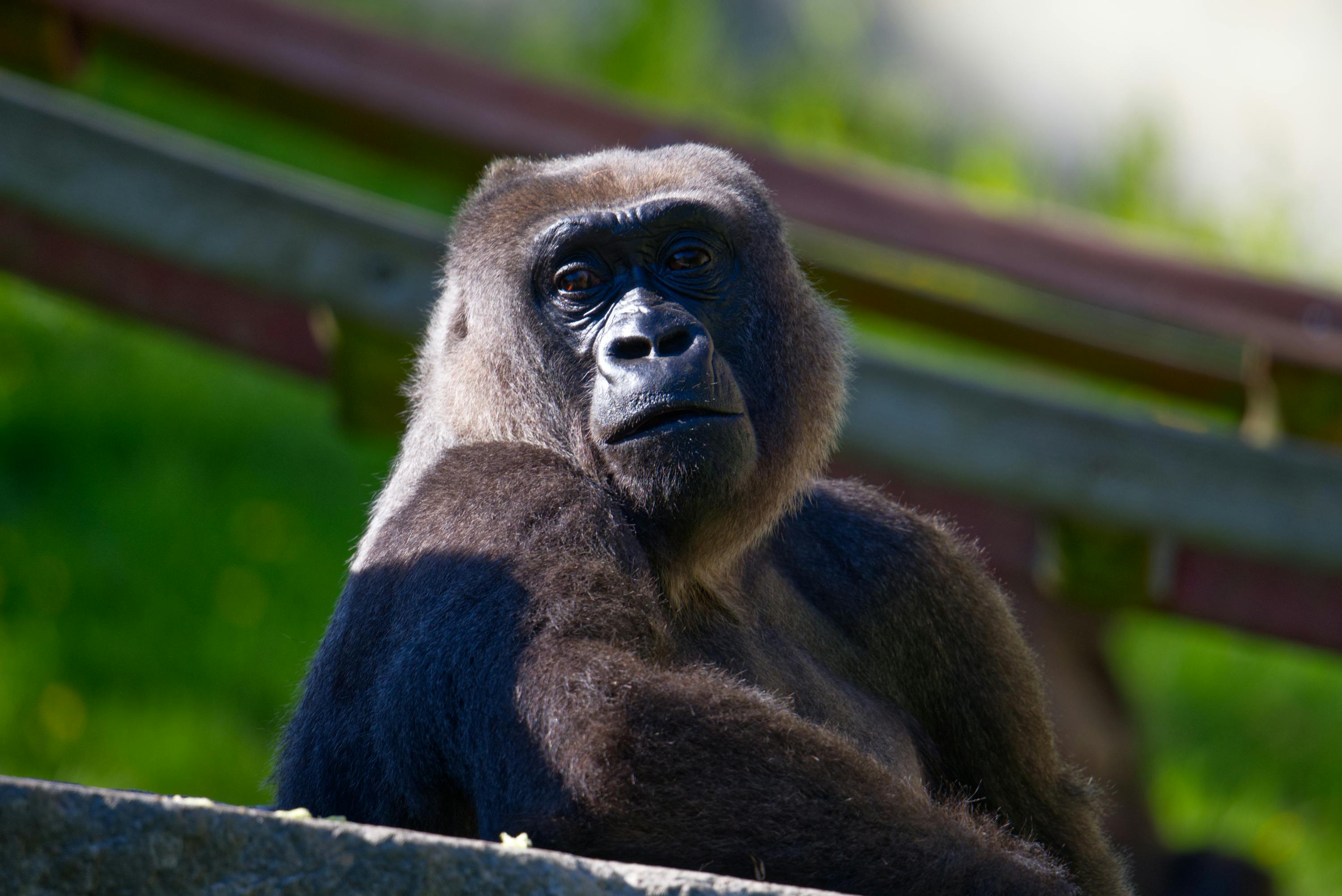 Gorilla Tracking Photos, Download The BEST Free Gorilla Tracking Stock ...