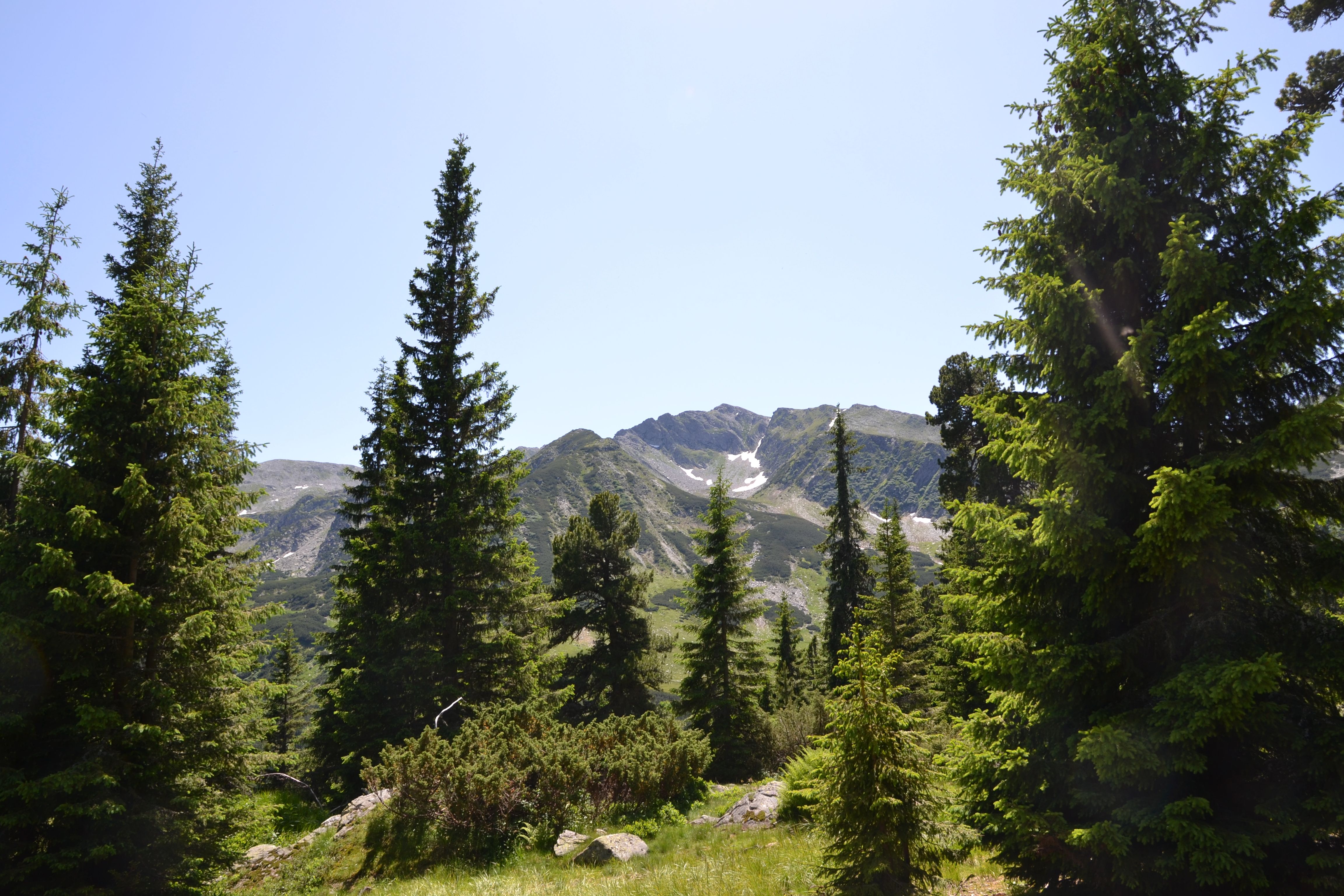 Pine Forest Photos, Download The BEST Free Pine Forest Stock Photos ...