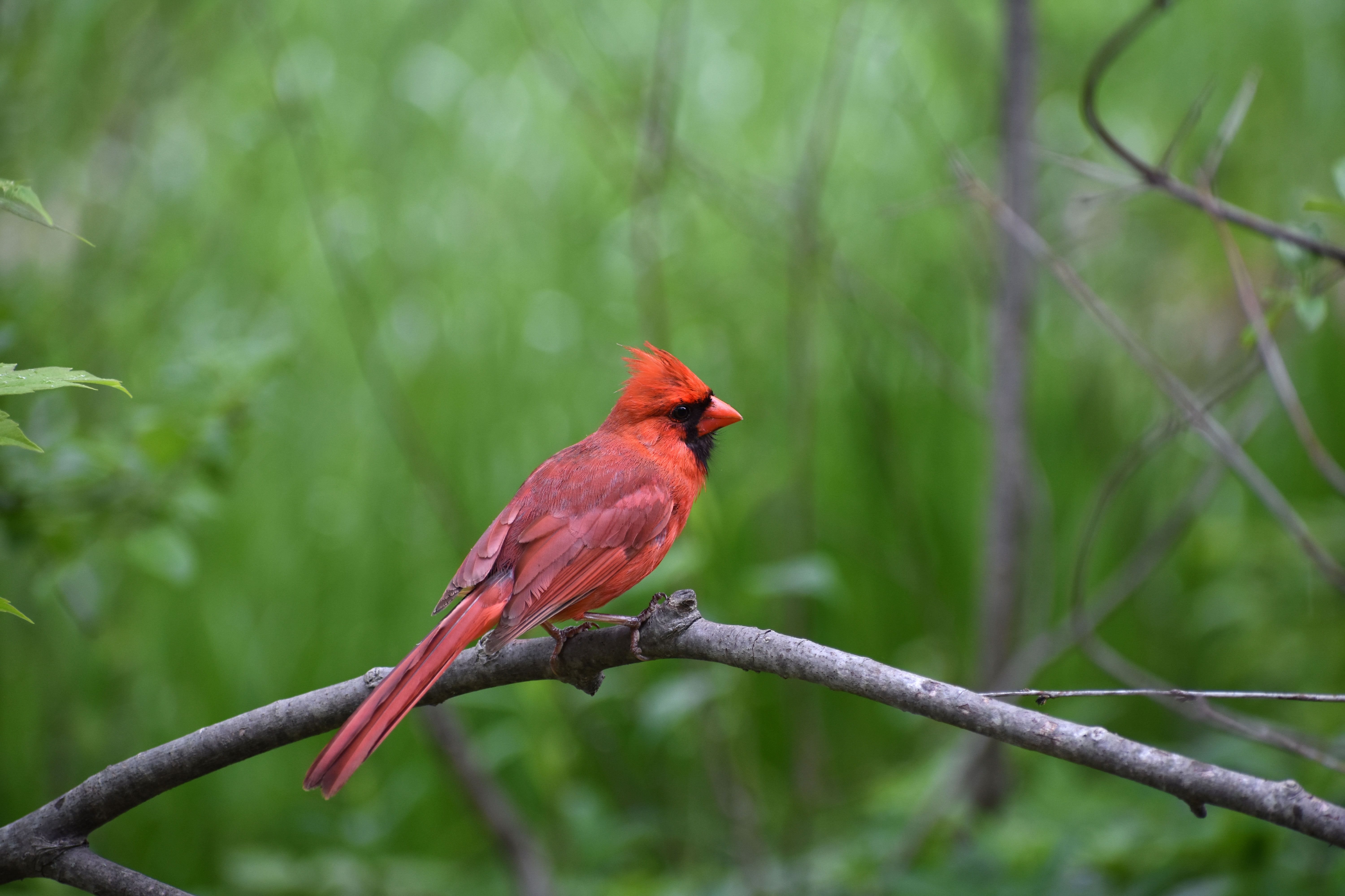 Vibrant Northern Cardinal in Lush Greenery · Free Stock Photo