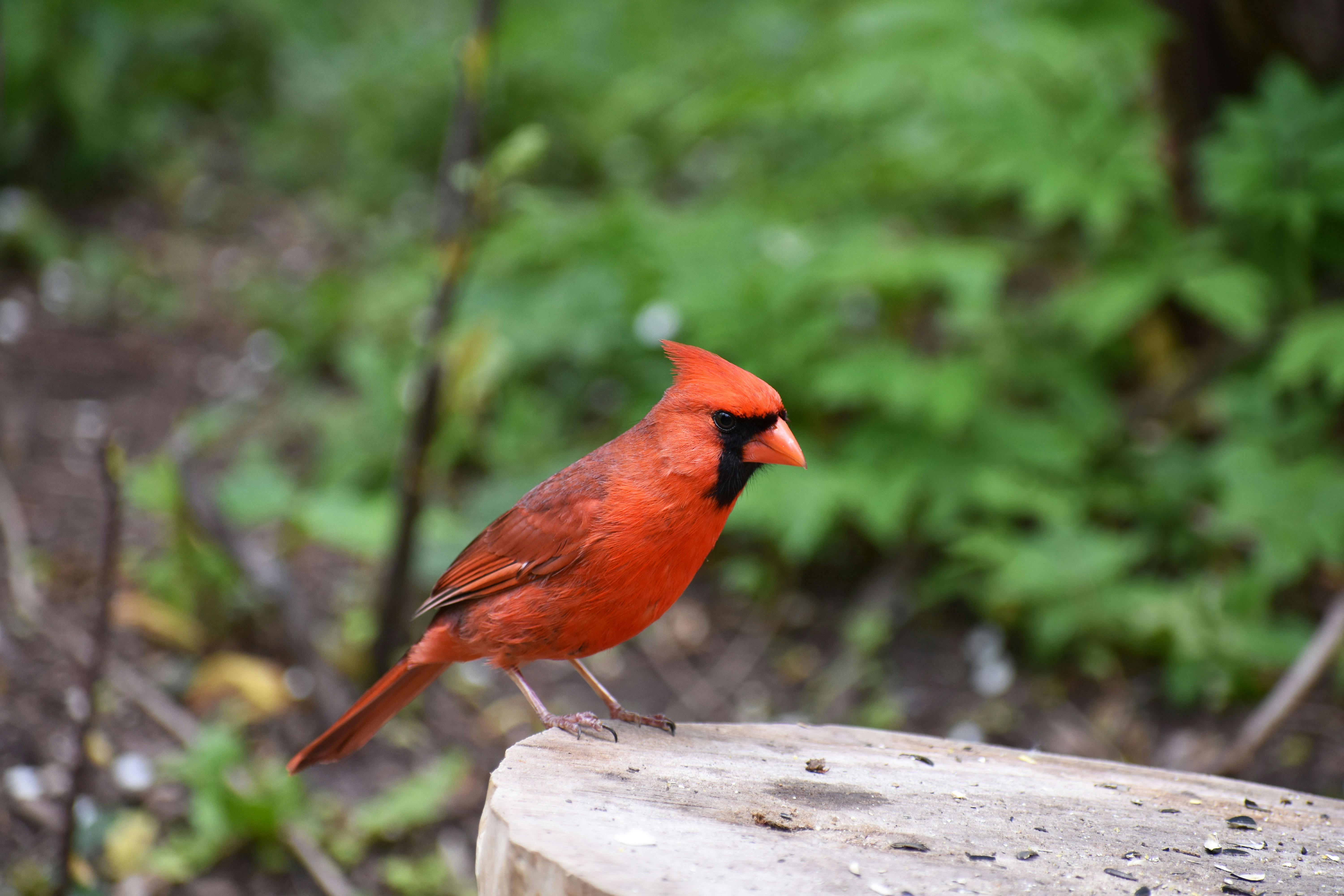 Cardinal Bird Photos, Download The BEST Free Cardinal Bird Stock Photos ...