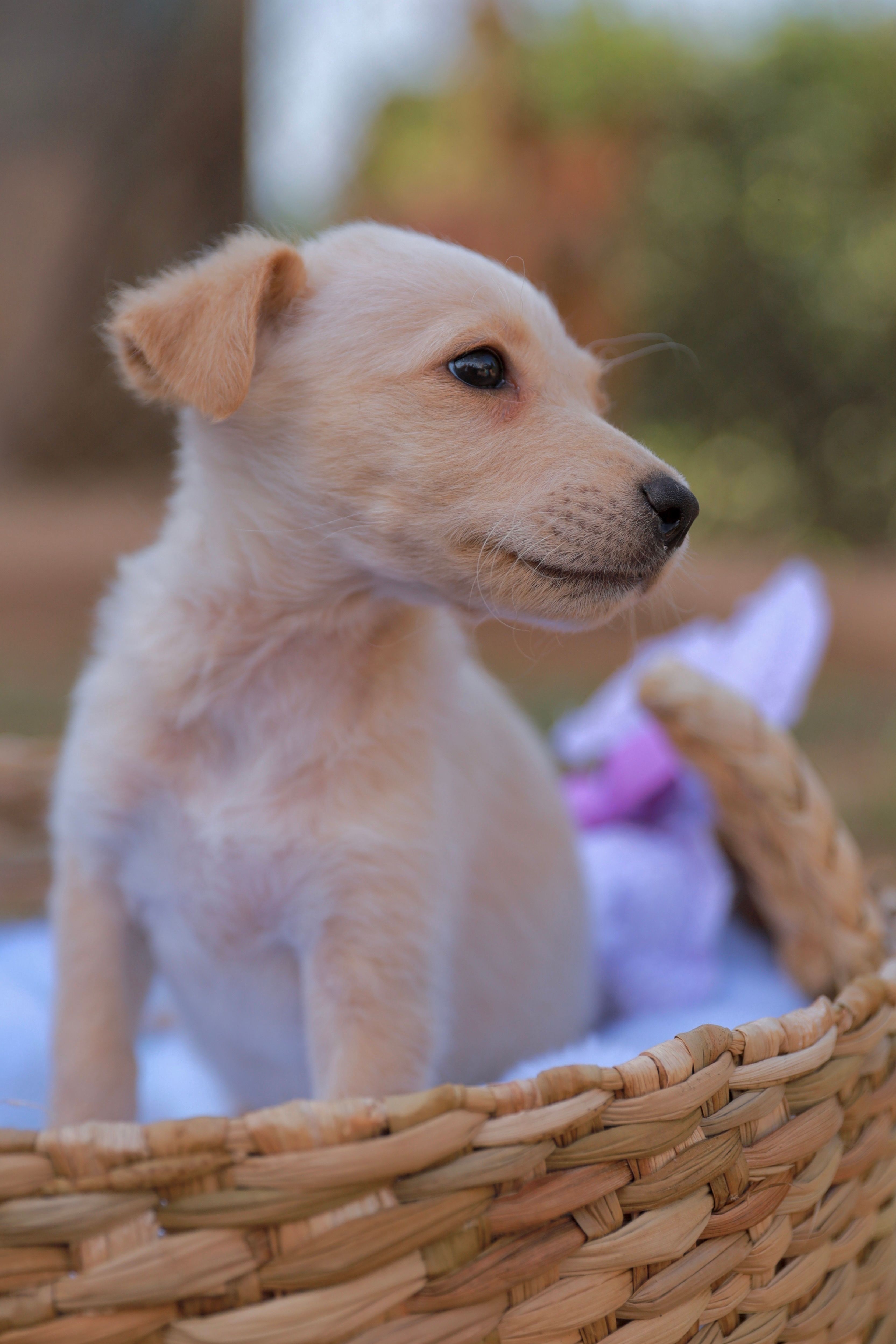 Adorable Brown Puppy in a Wicker Basket Outdoors · Free Stock Photo