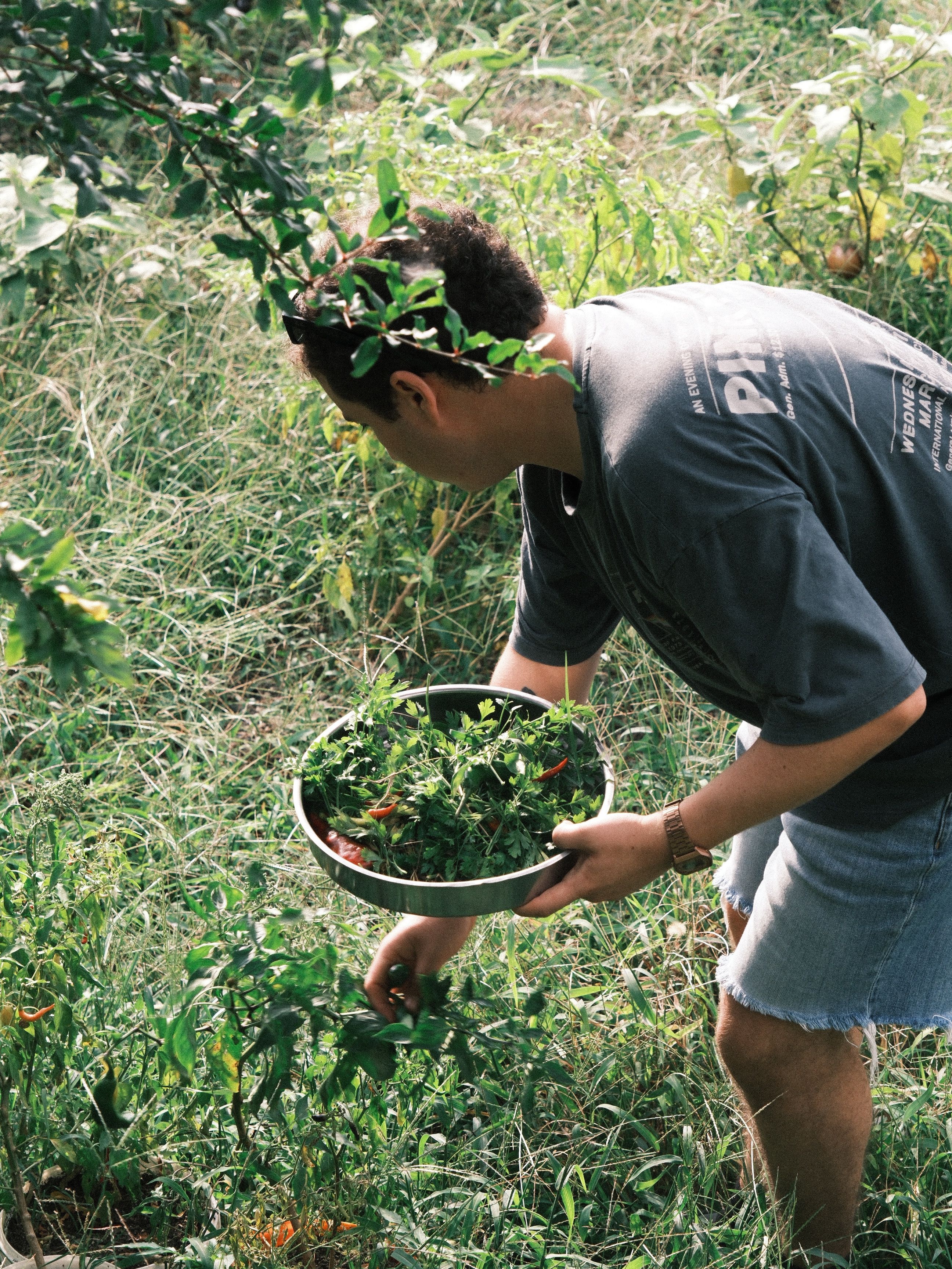 Person Gathering Fresh Herbs in Sunny Garden · Free Stock Photo