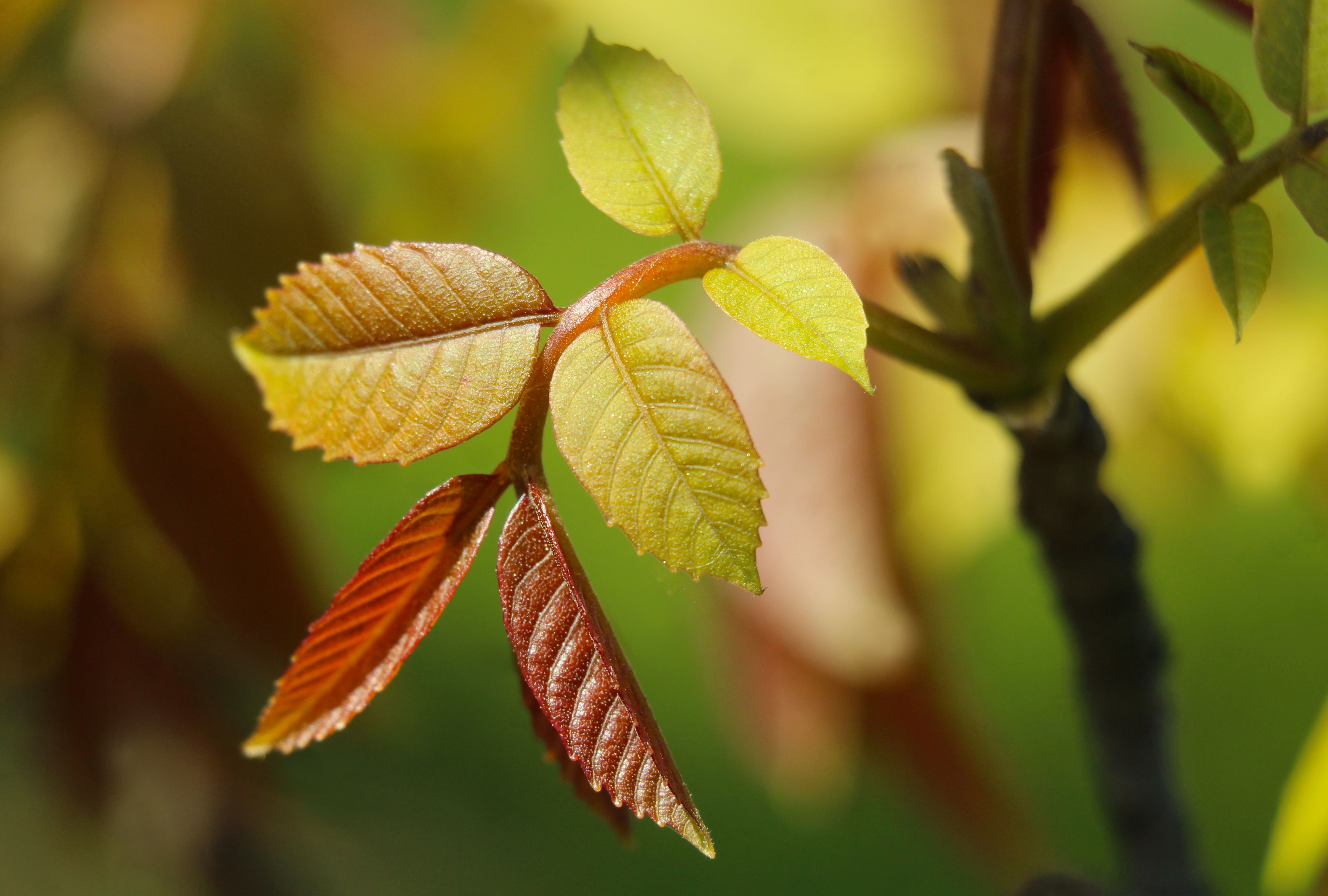 Close-up of Young Rose Leaves in Sunlight · Free Stock Photo