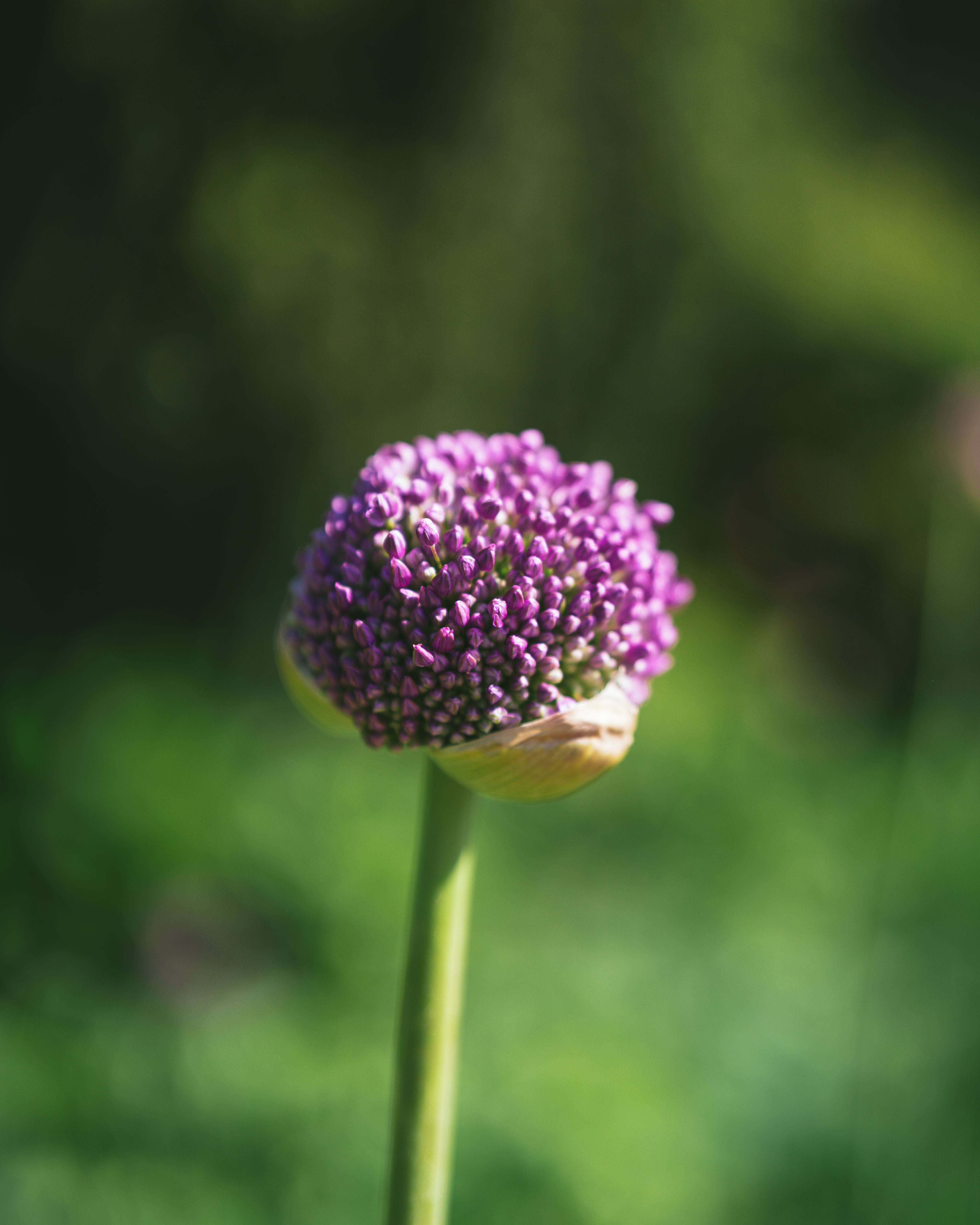 Close-Up of Purple Allium Blossom in Garden · Free Stock Photo