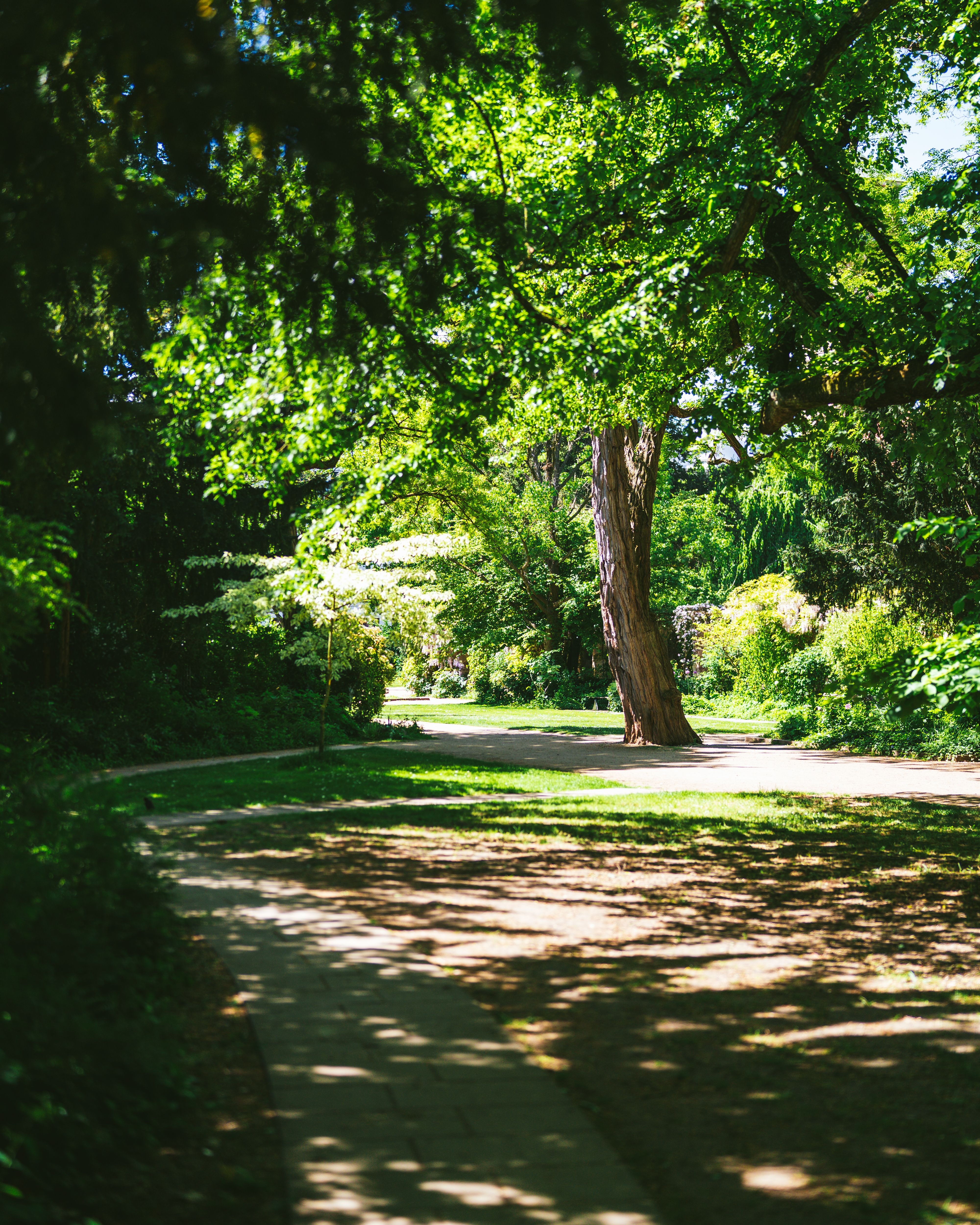 Serene Botanical Garden Pathway in Spring · Free Stock Photo
