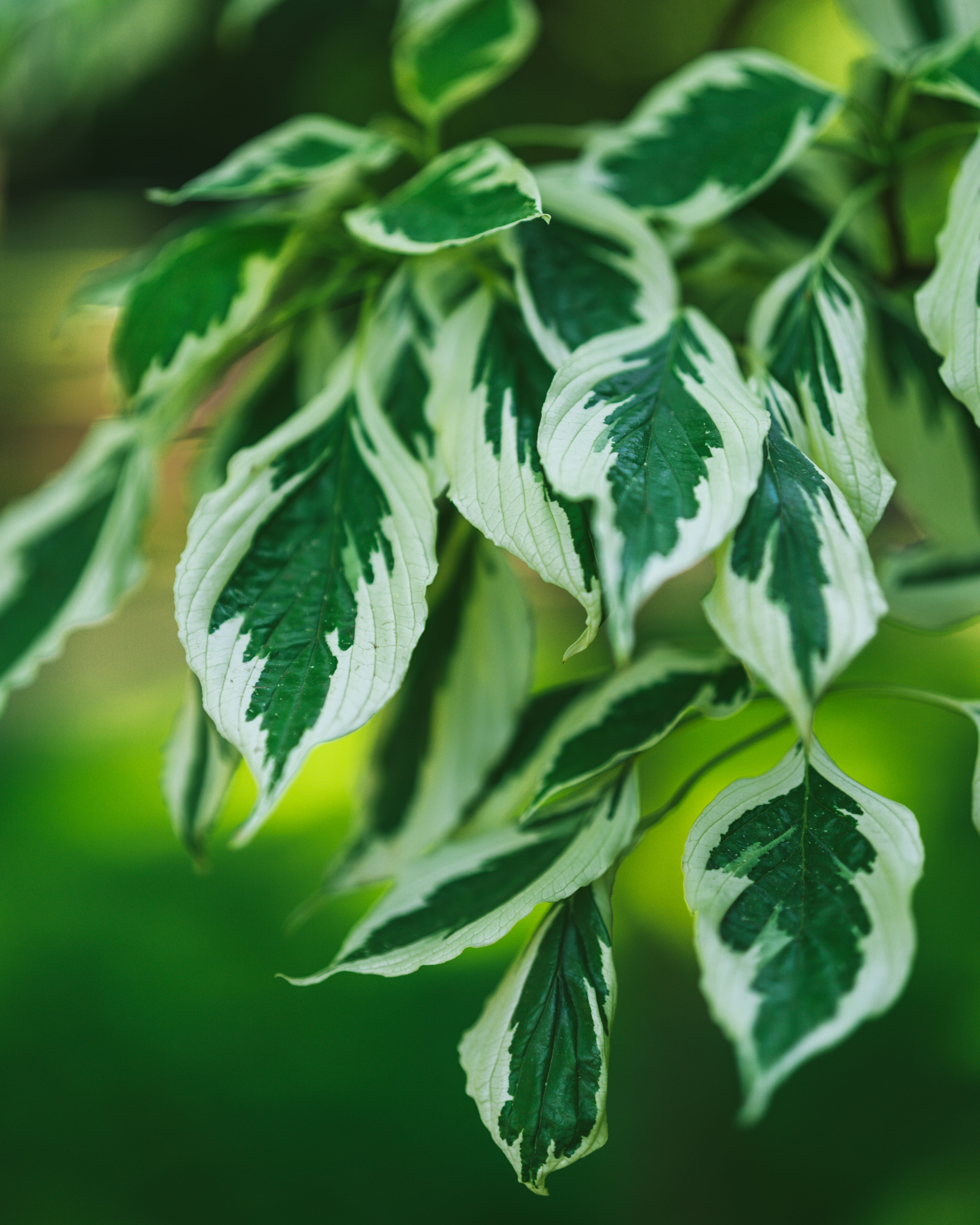 Leaf Design Patterns Photos, Download The BEST Free Leaf Design ...