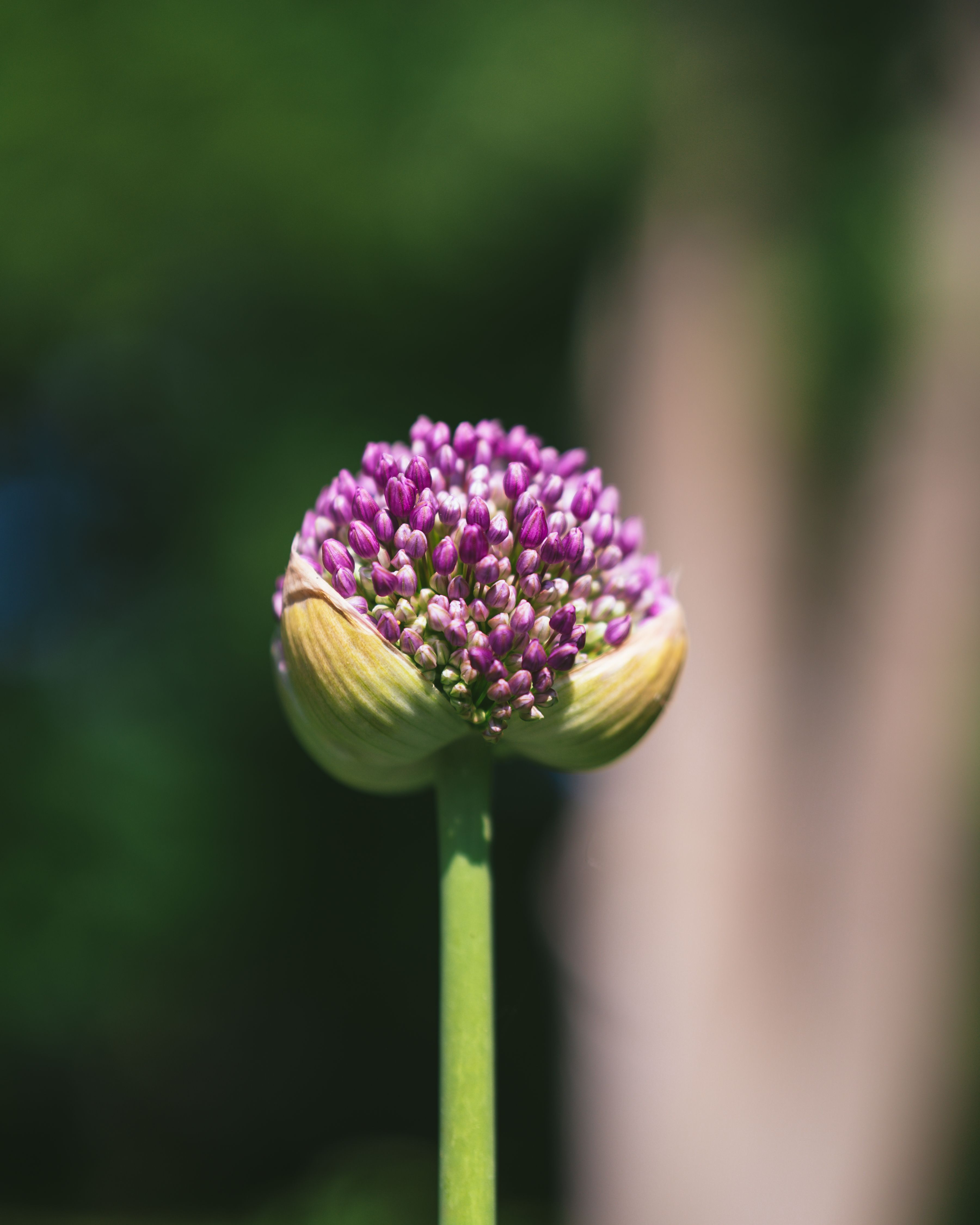Close-Up of Blooming Purple Allium Flower · Free Stock Photo
