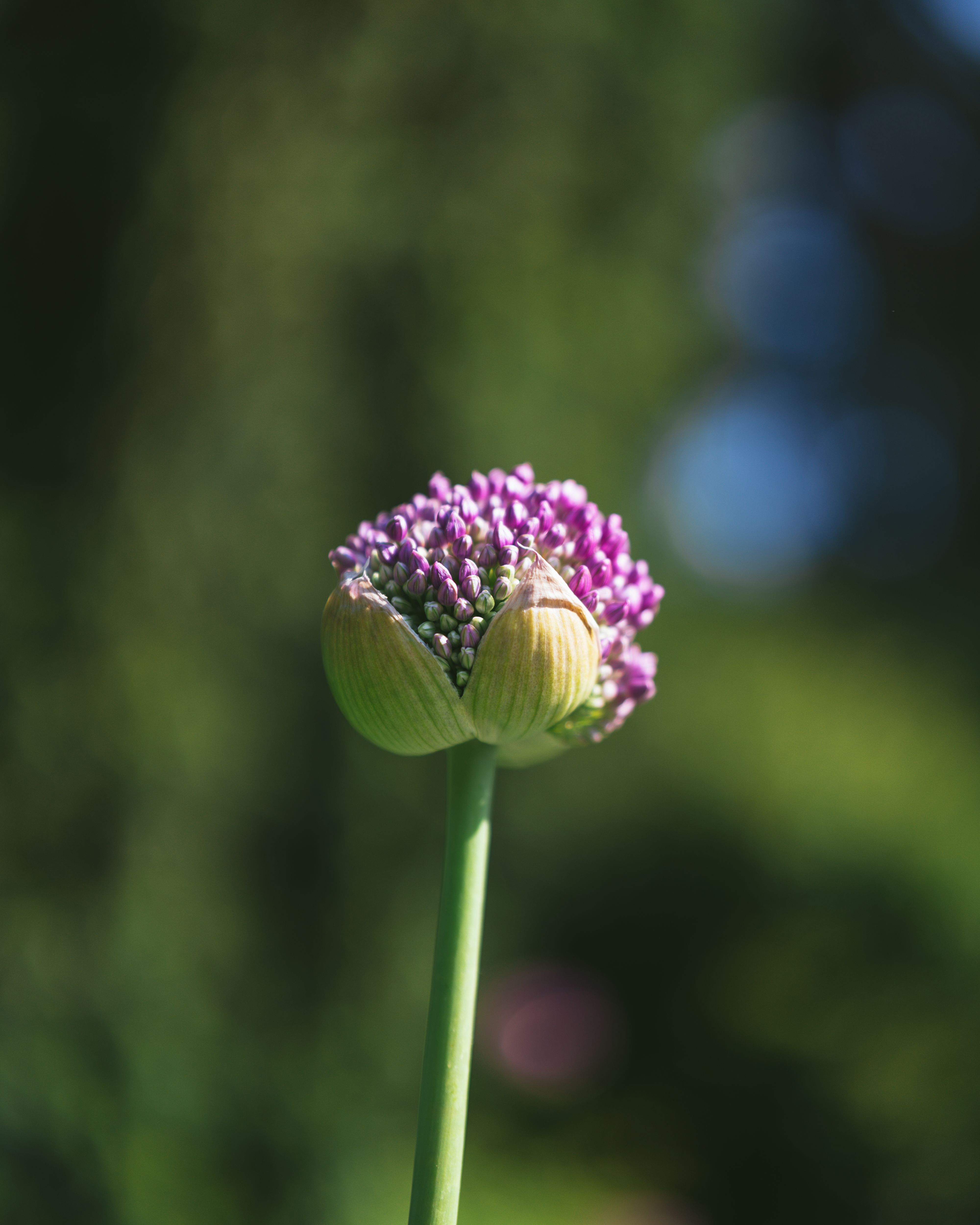 Emerging Purple Flowers in Lush Garden · Free Stock Photo