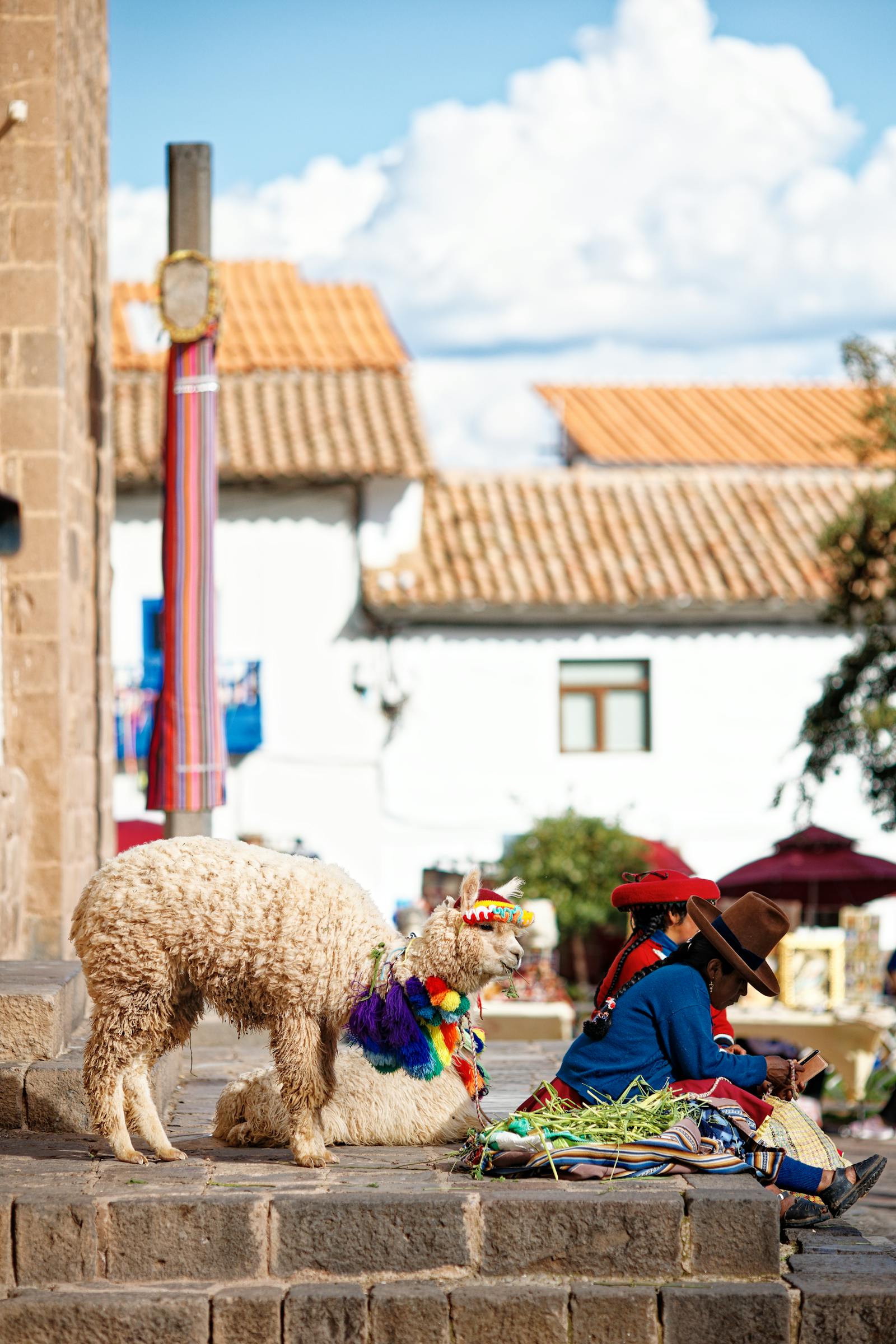 Alpaca Photos, Download The BEST Free Alpaca Stock Photos & HD Images