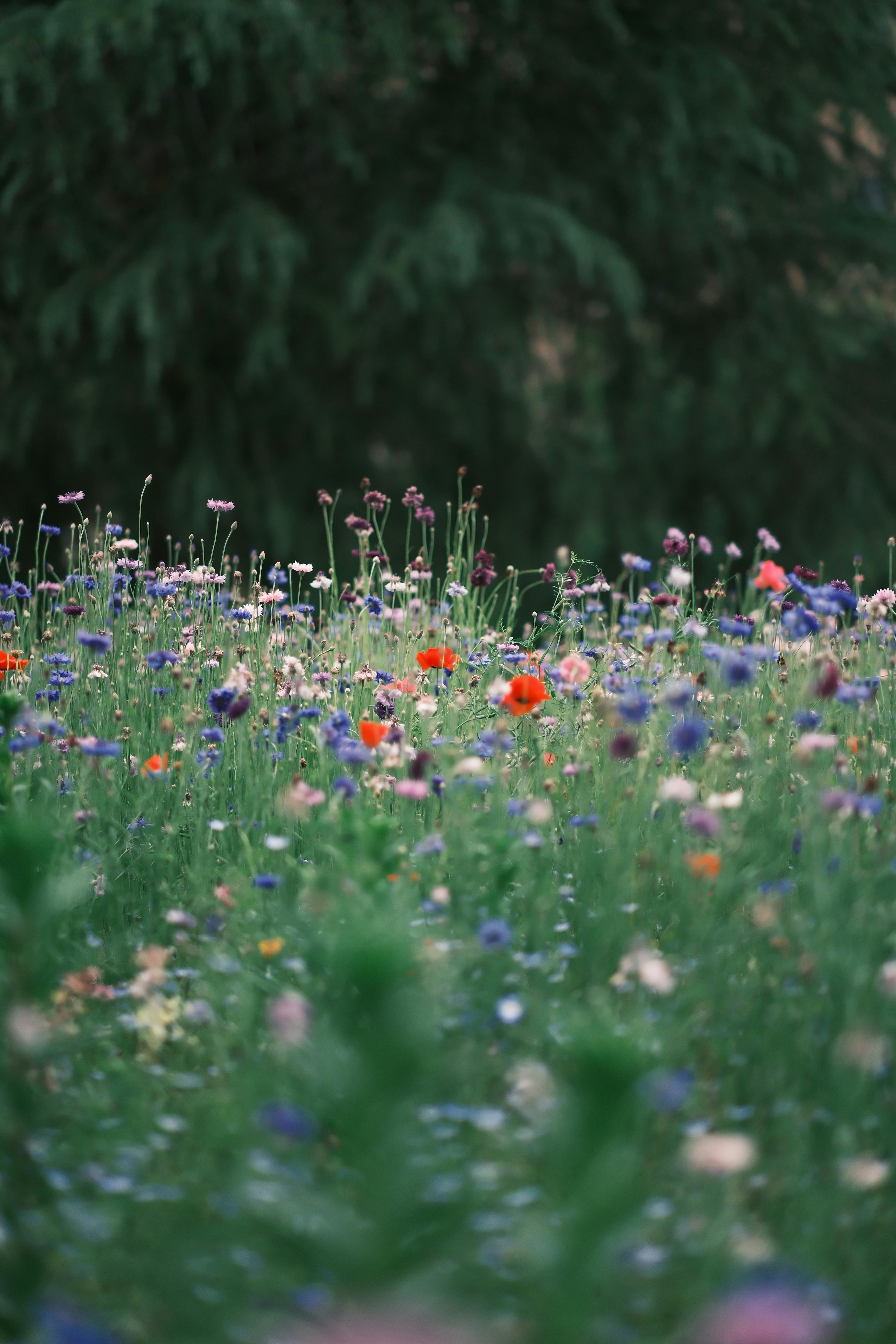 Serene Field of Wildflowers in Bloom · Free Stock Photo