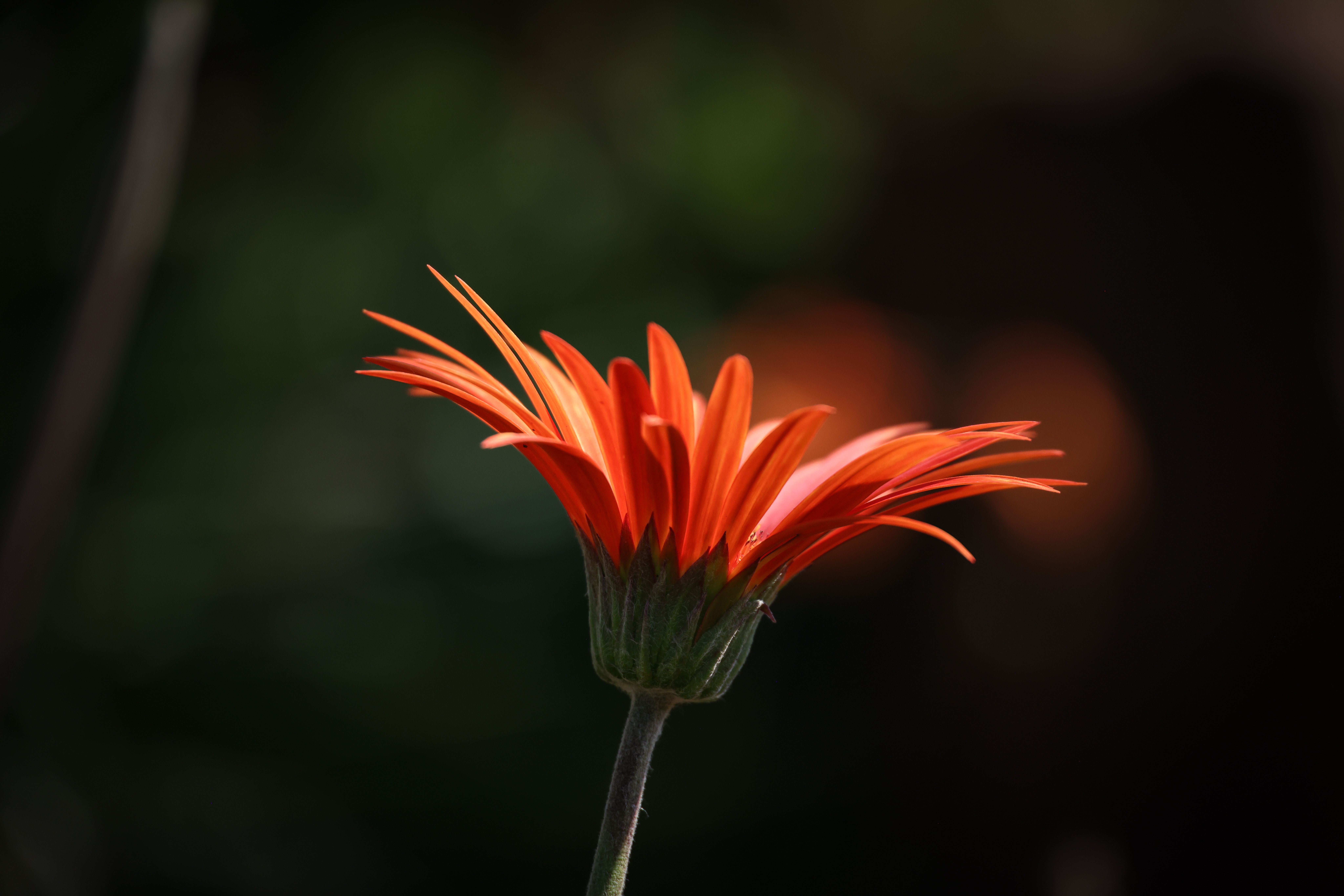 Vivid Orange Daisy Blossoming in Sunlight · Free Stock Photo