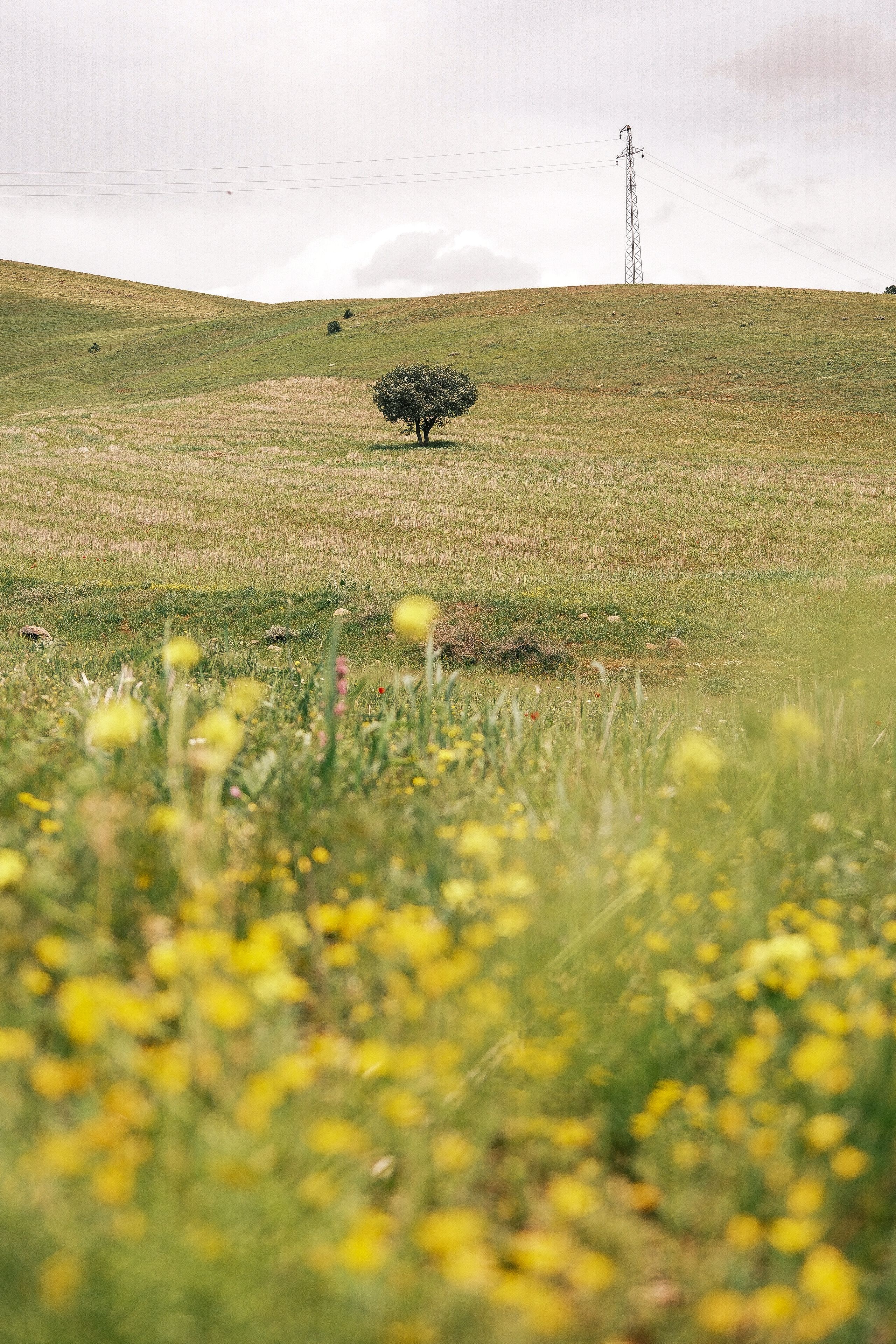 Lone Tree on Serene Spring Hillside Landscape · Free Stock Photo