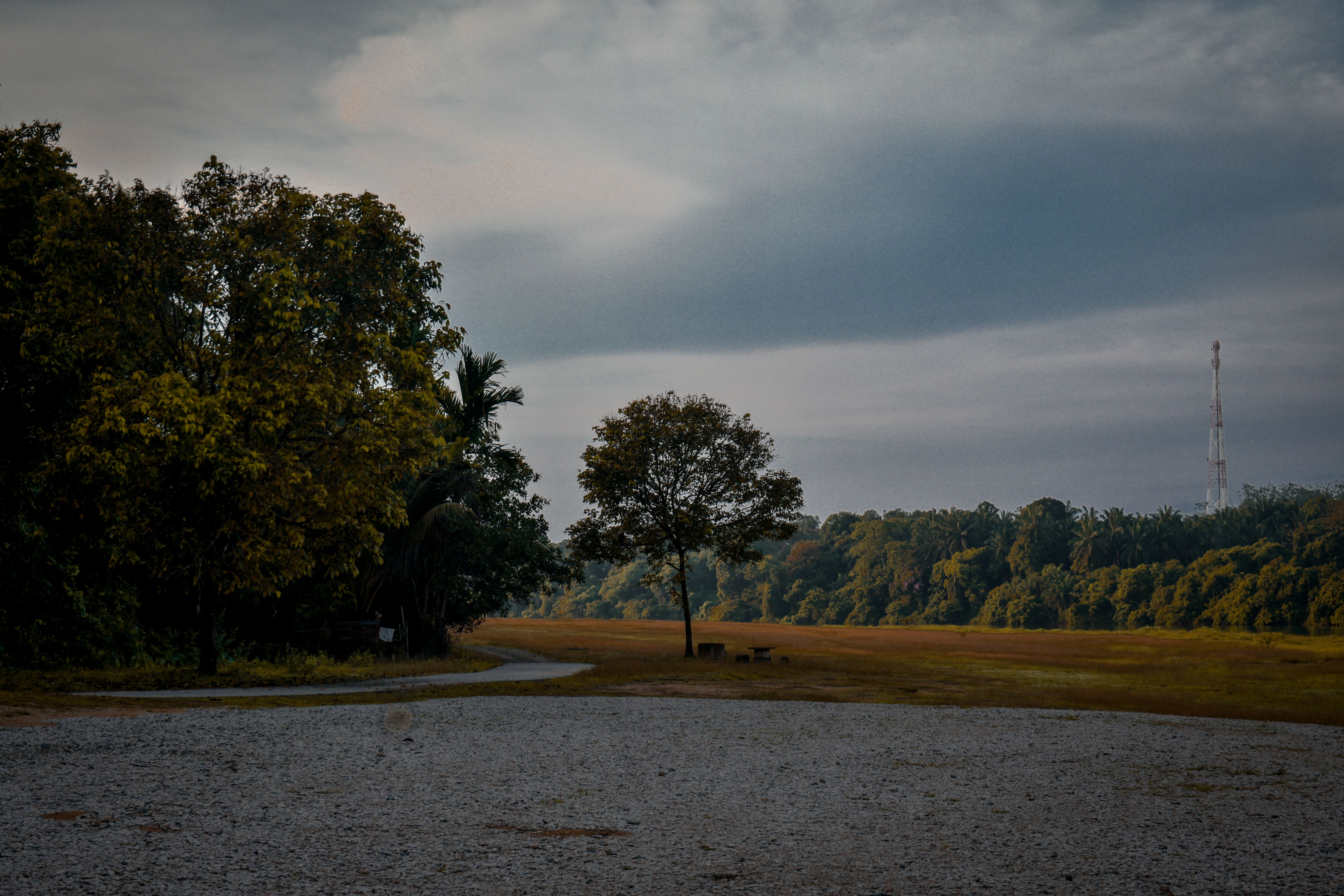 Serene Landscape with Trees and Open Field · Free Stock Photo