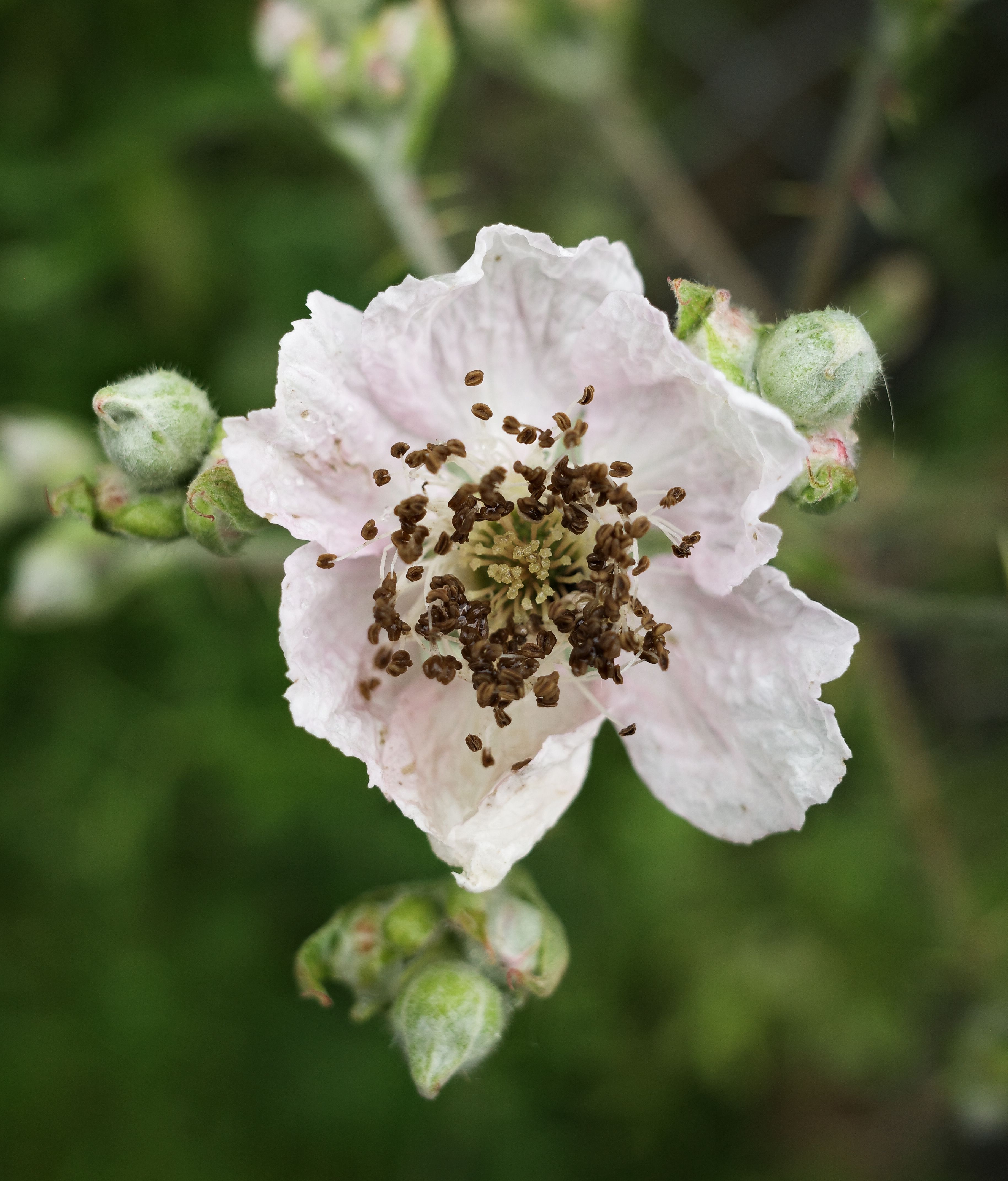 Close-Up of a Blooming Blackberry Flower · Free Stock Photo