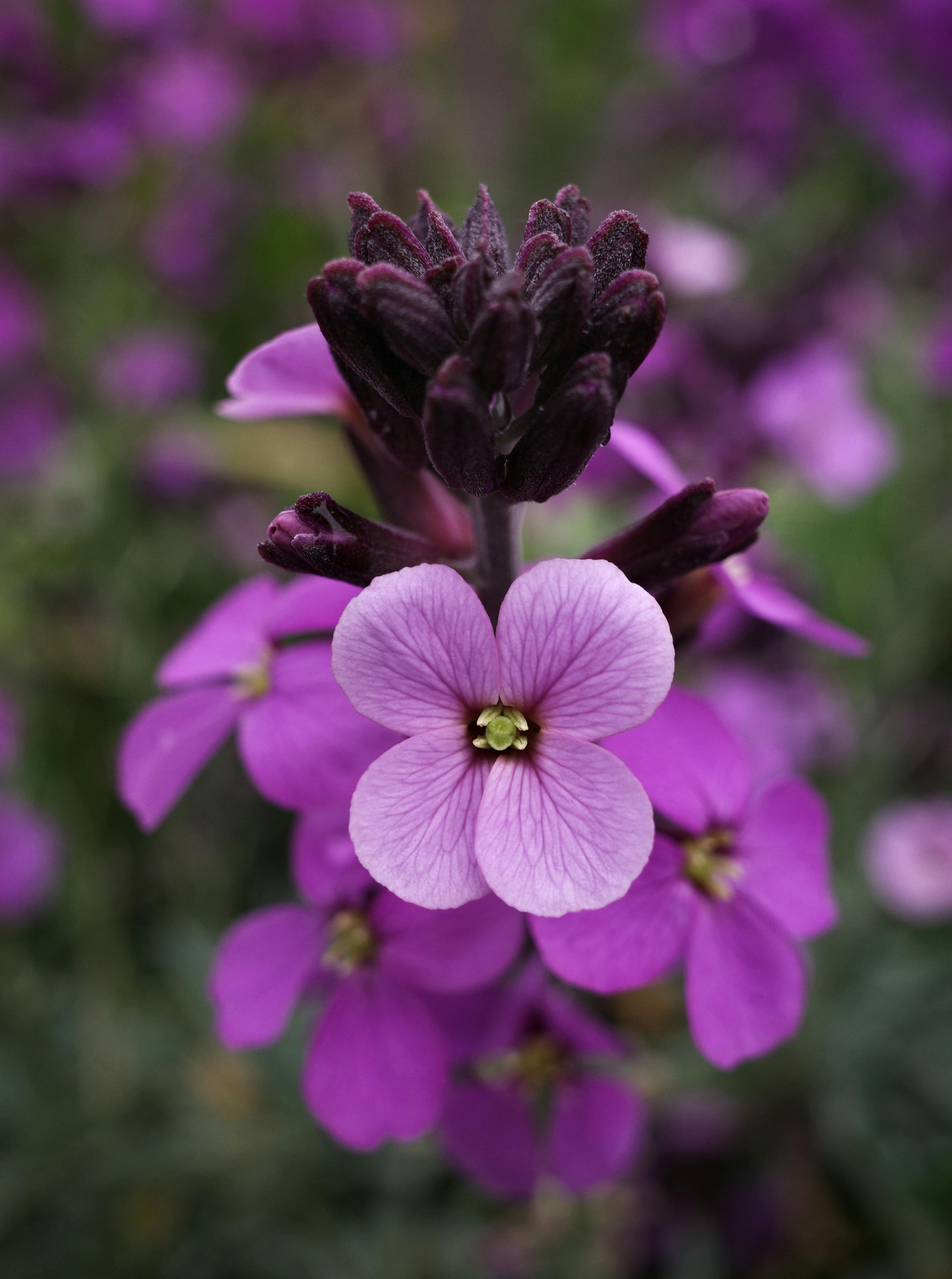 Three Purple Flowers · Free Stock Photo