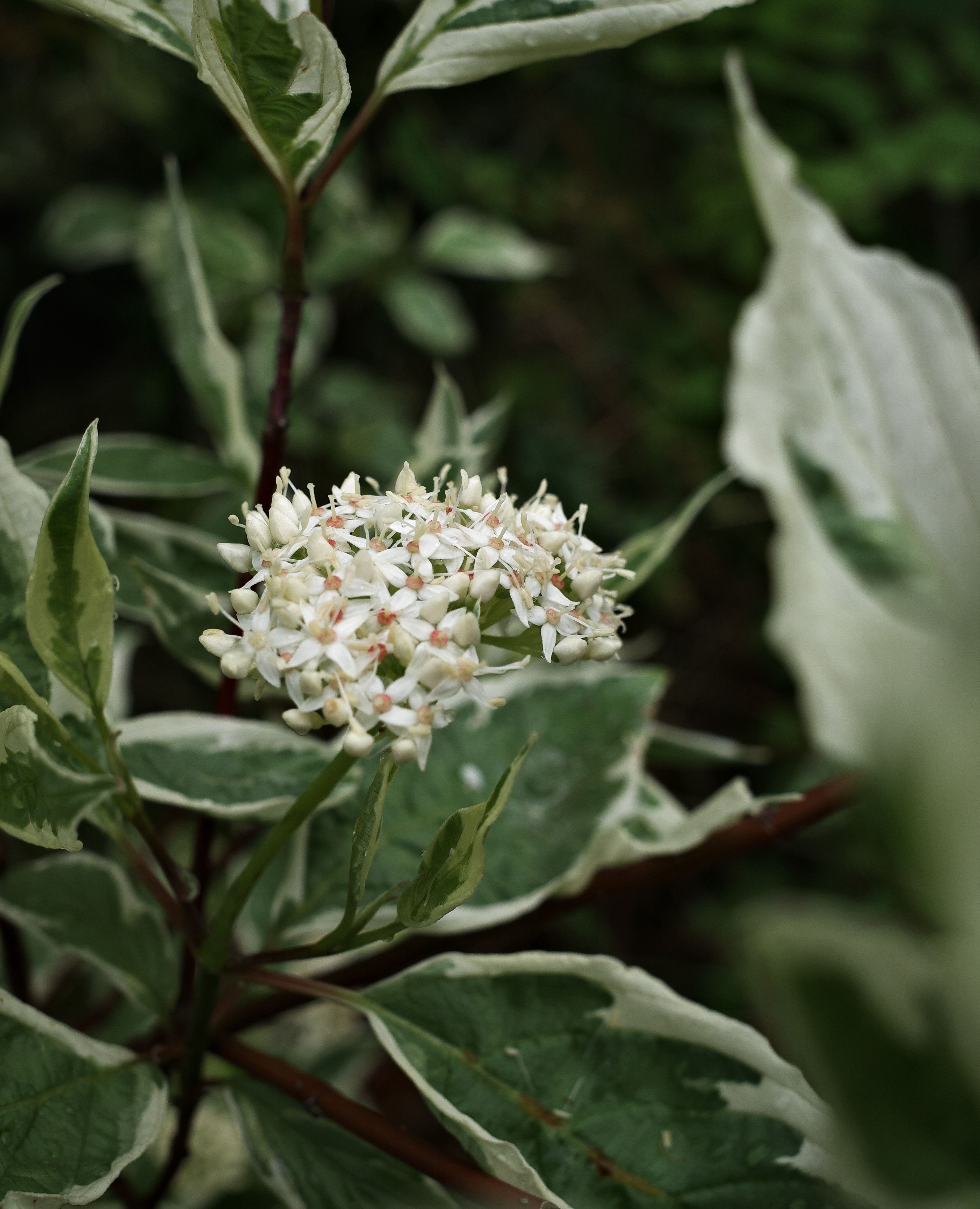 Close-up of Flowering Dogwood in Bloom · Free Stock Photo
