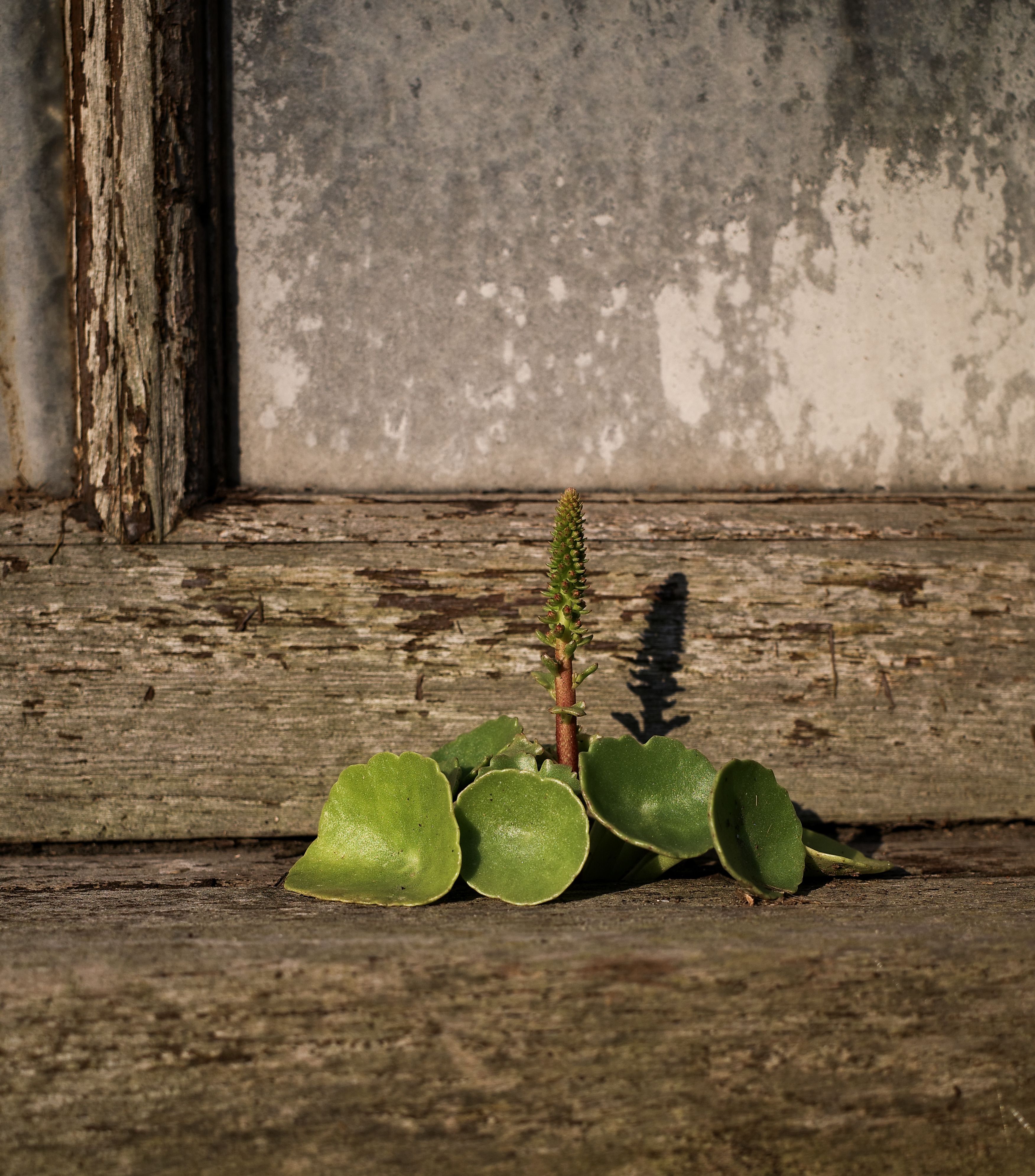 Resilient Plant Growing in Weathered Wood · Free Stock Photo