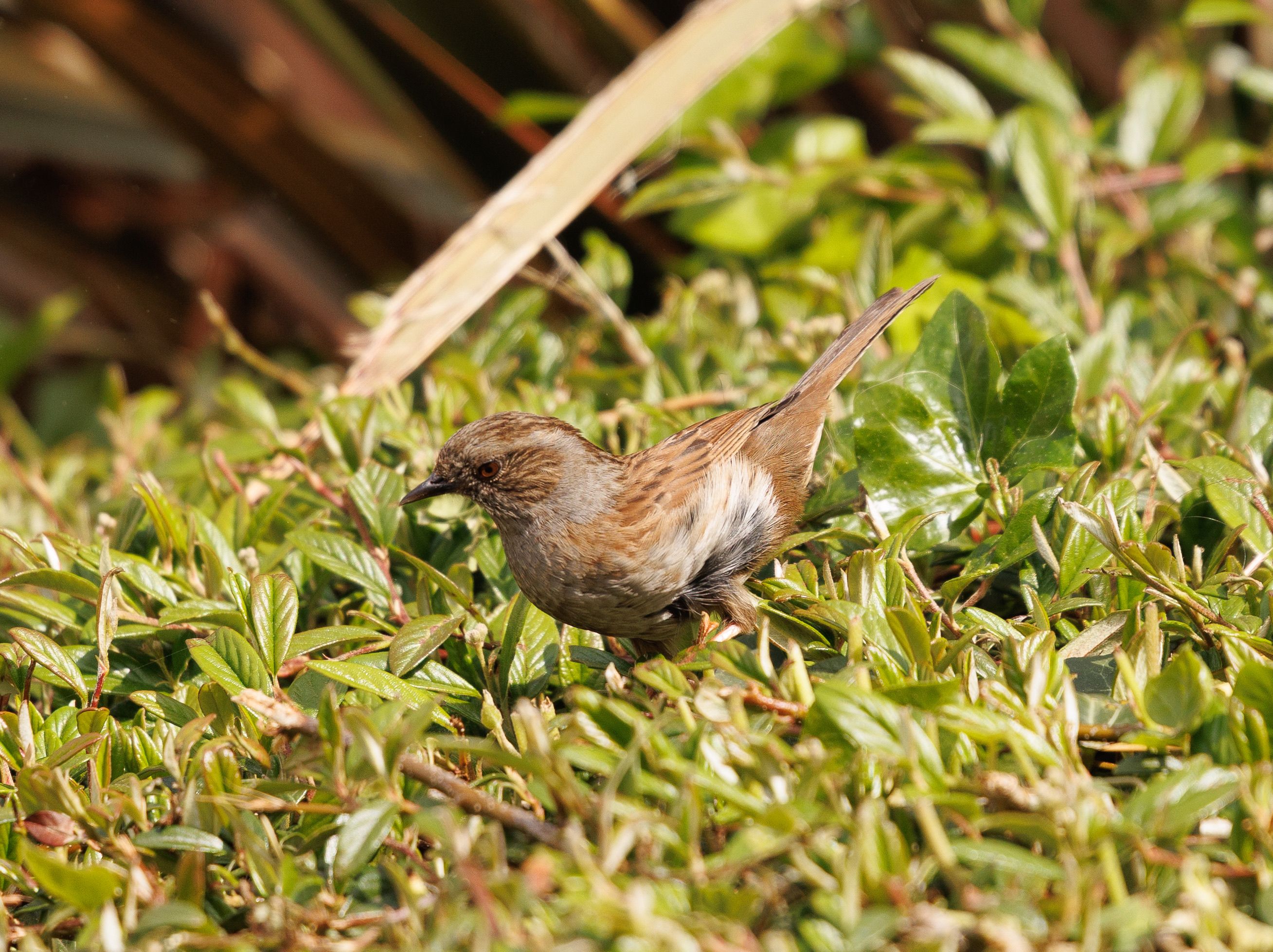 Close-Up of Dunnock in Natural Habitat · Free Stock Photo