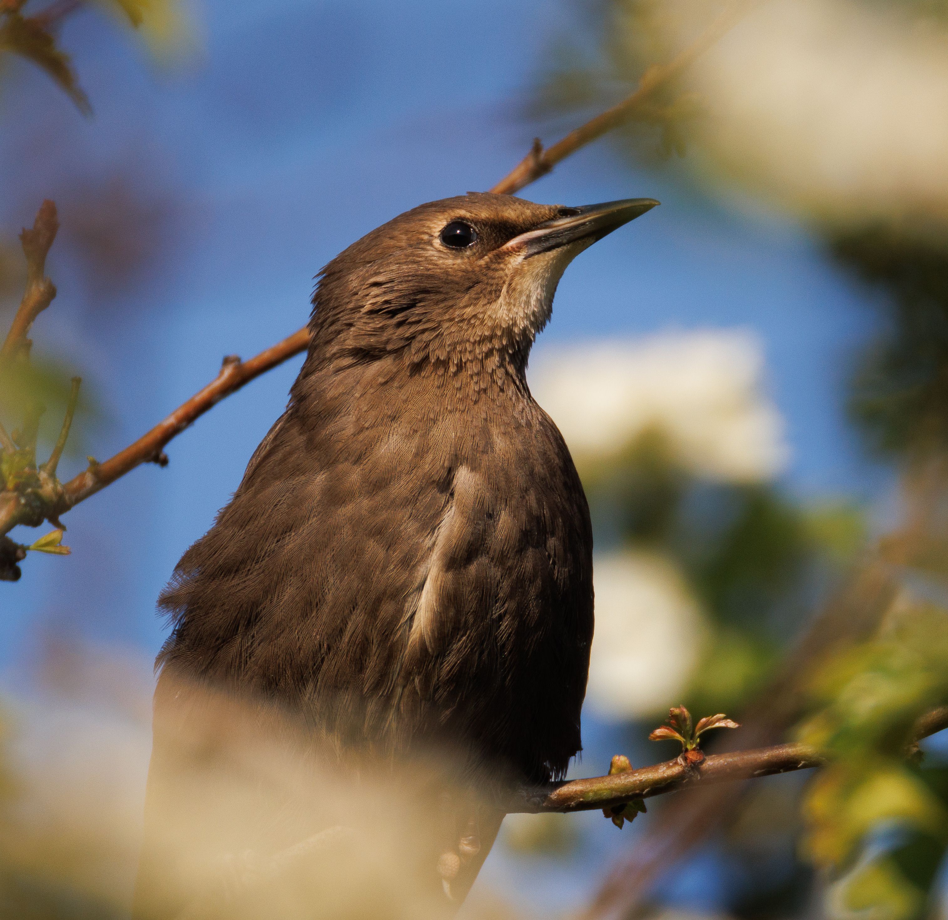 Close-up of European Starling in Natural Habitat · Free Stock Photo