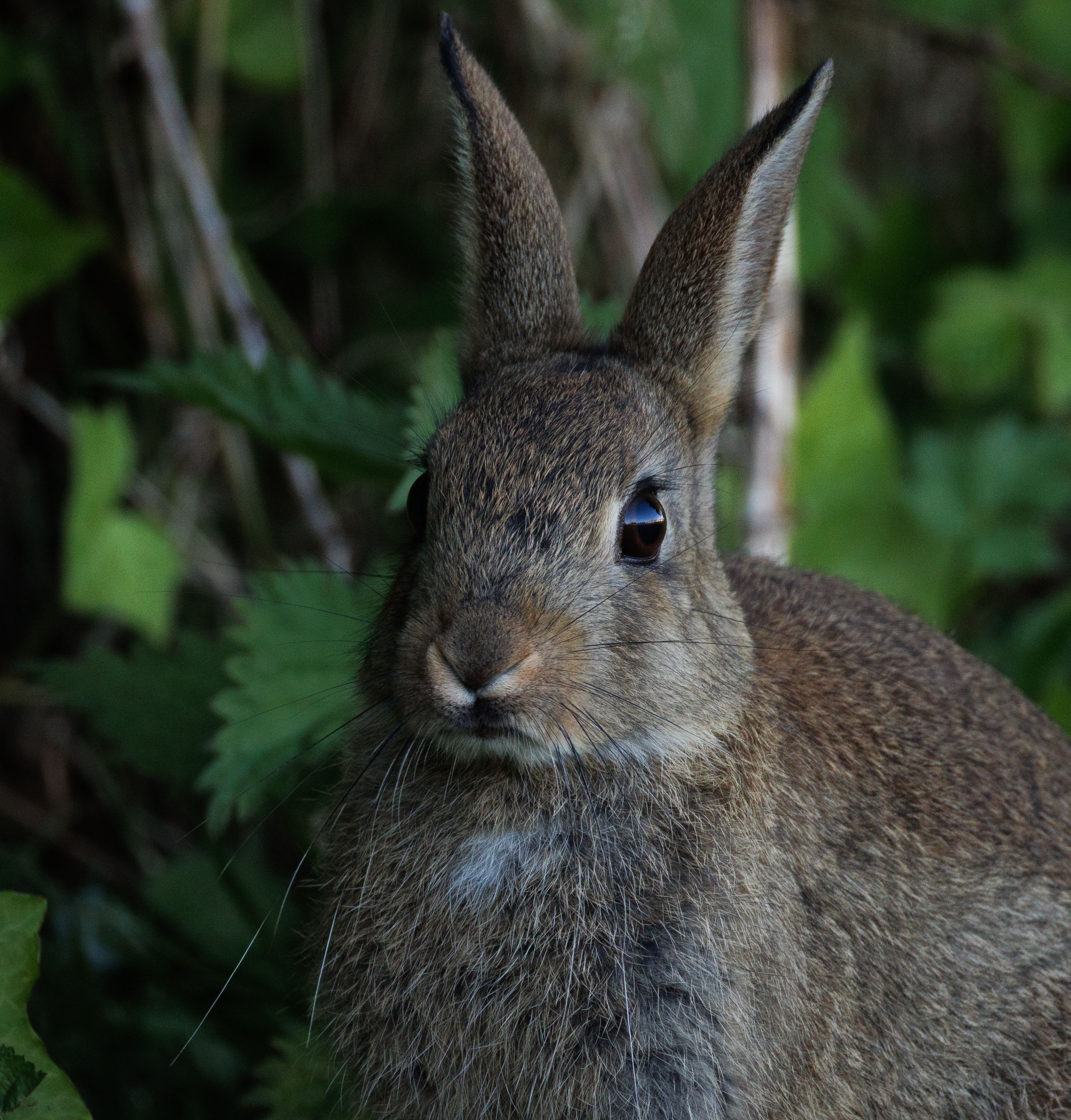 Close-up of a Wild Rabbit in Greenery · Free Stock Photo