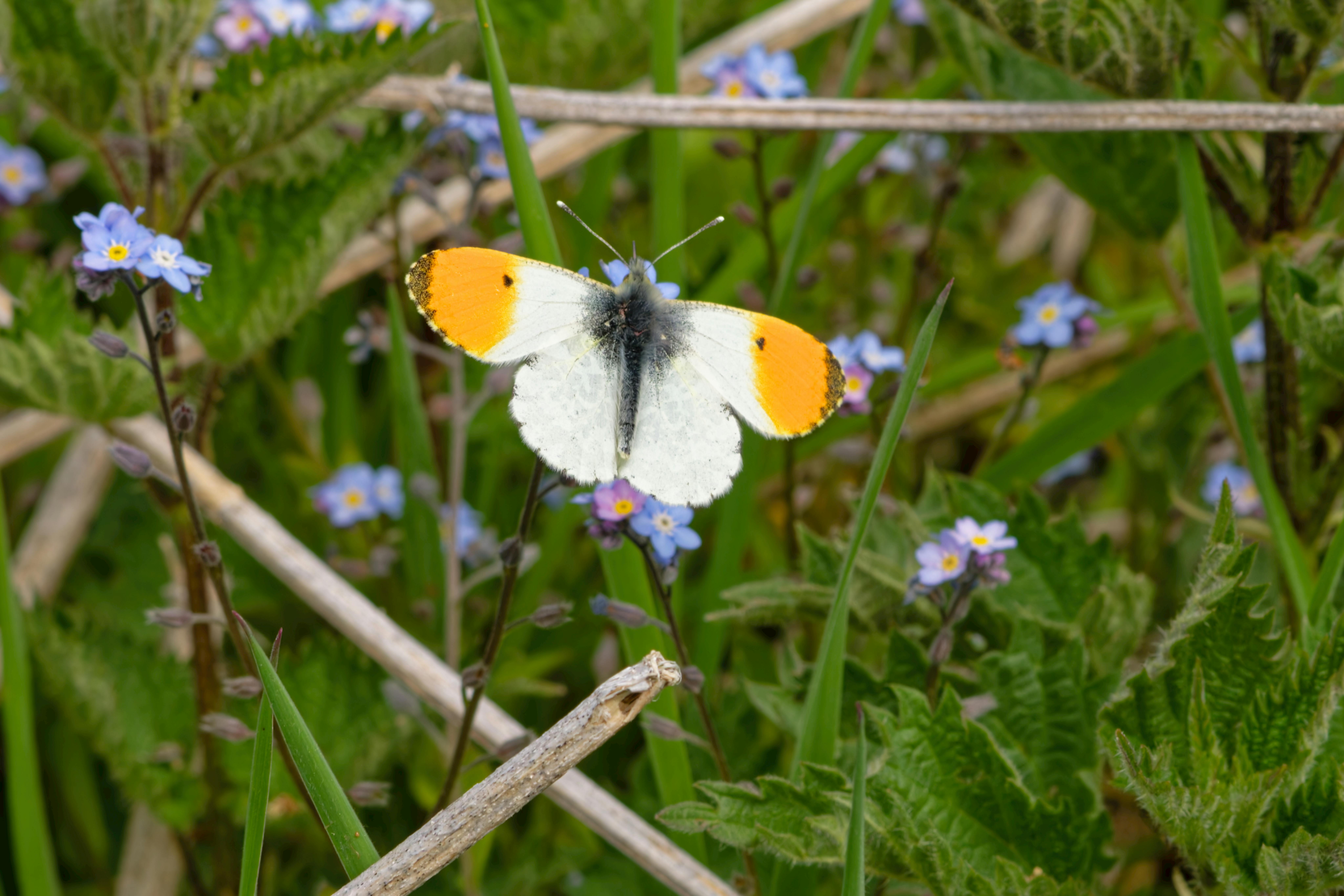 Gammal Marked Photos, Download The BEST Free Gammal Marked Stock Photos ...