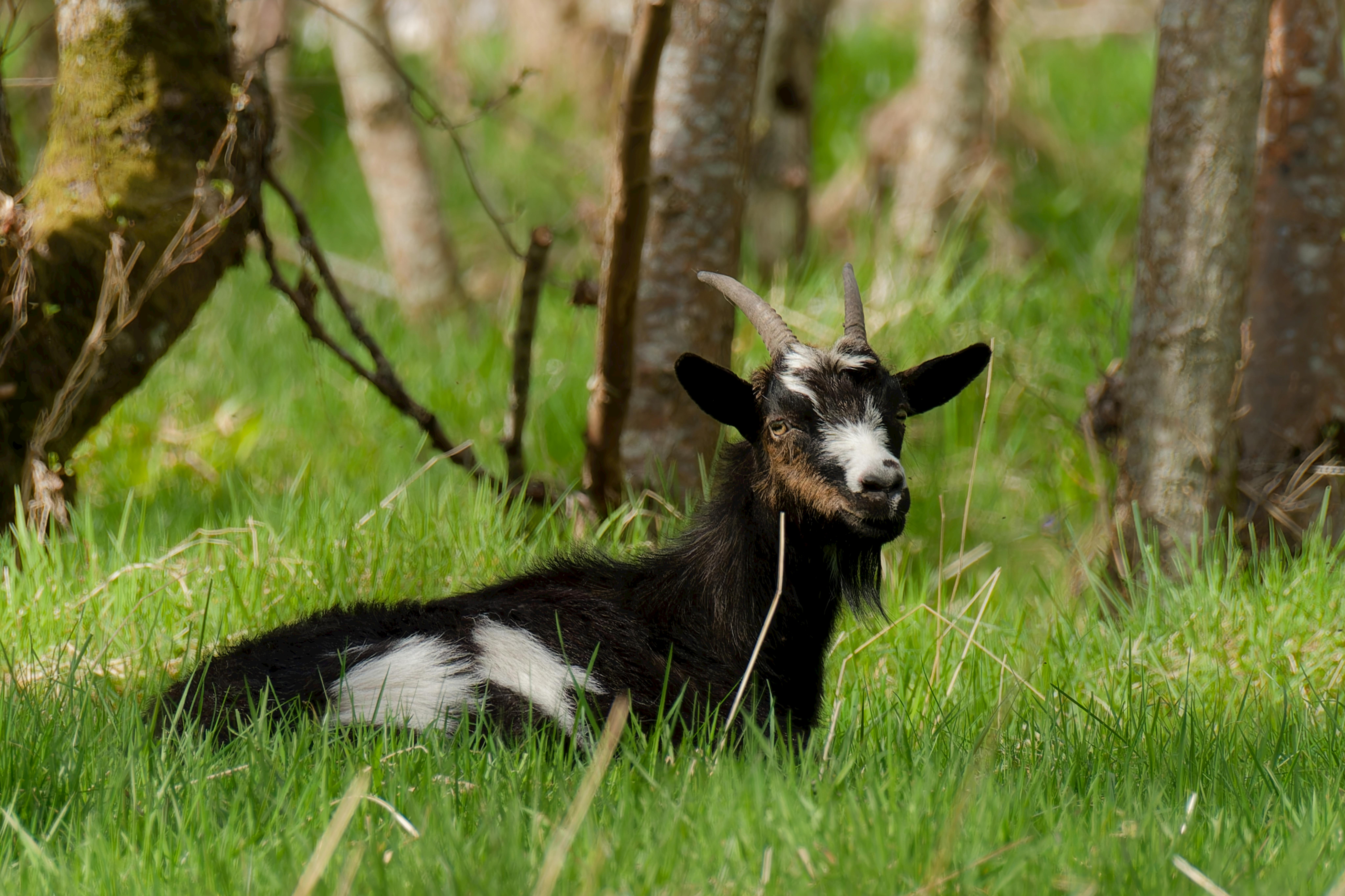 Resting Goat in Spring Forest · Free Stock Photo