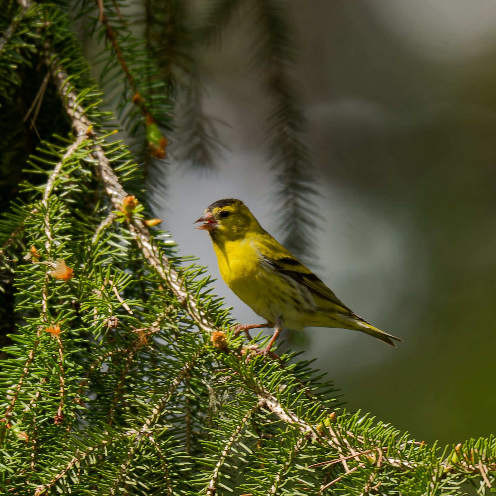 Canary Bird Photos, Download The BEST Free Canary Bird Stock Photos ...