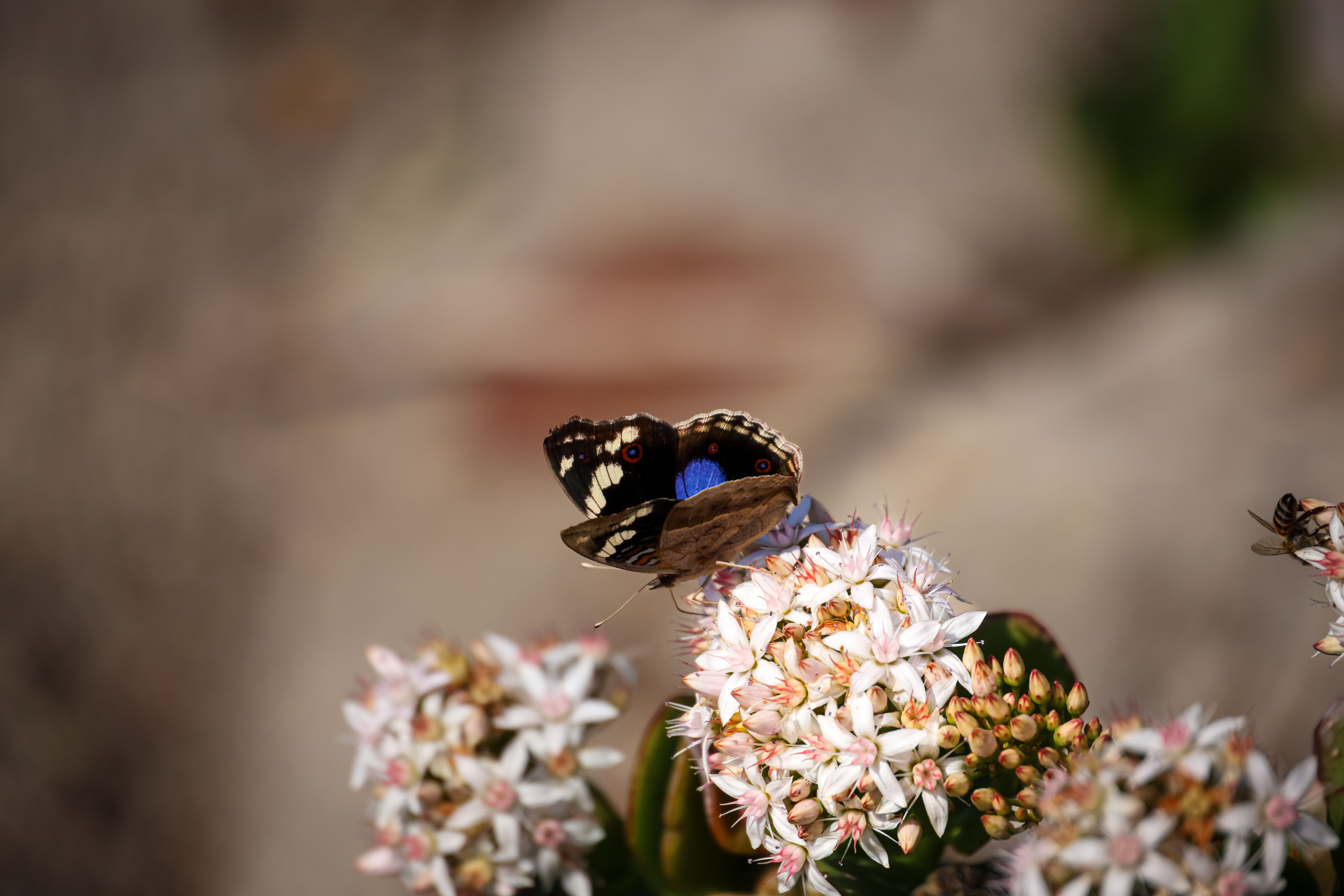 Vivid Blue Butterfly on Blooming White Flowers · Free Stock Photo