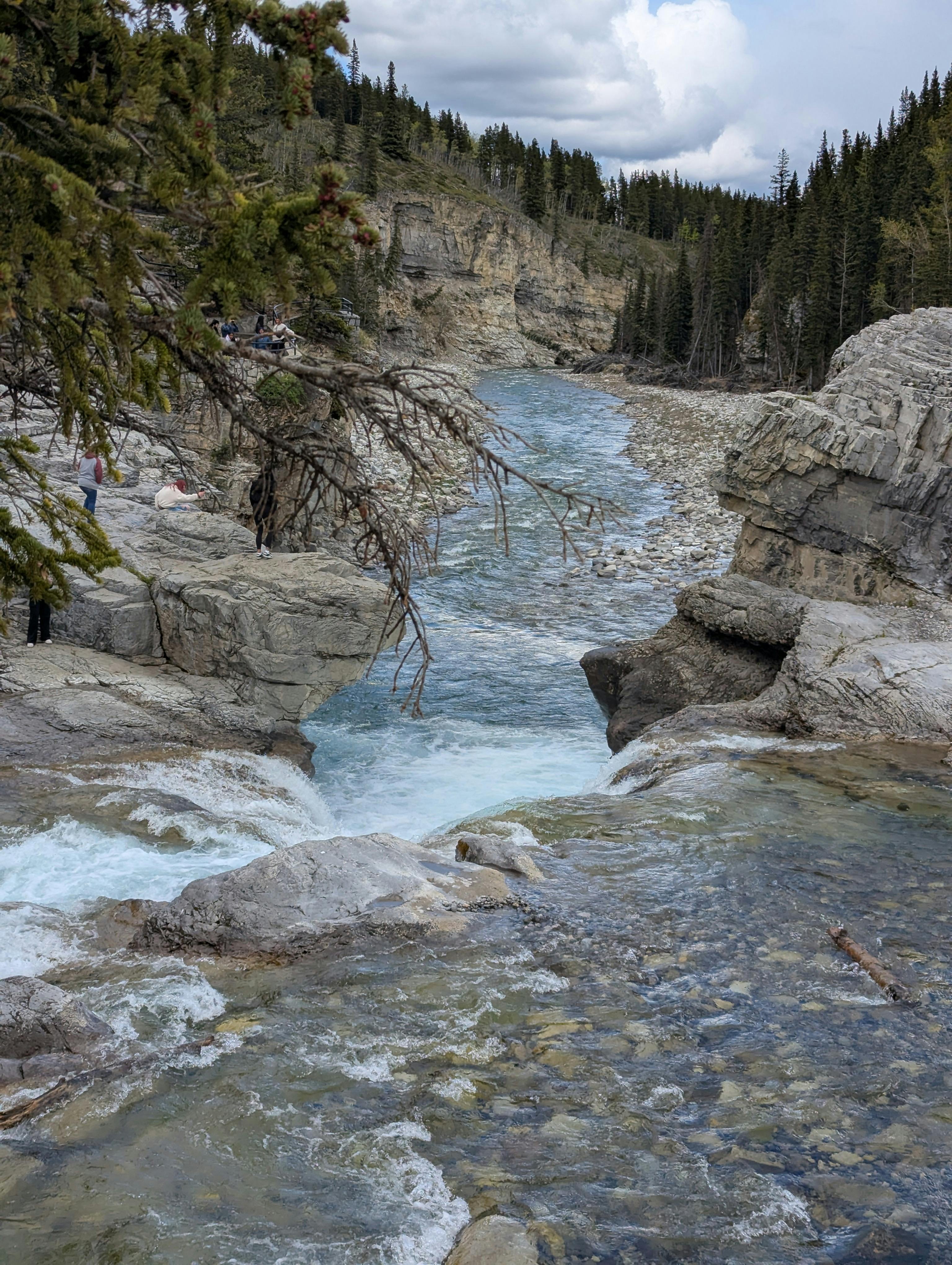 River in Between Tress · Free Stock Photo