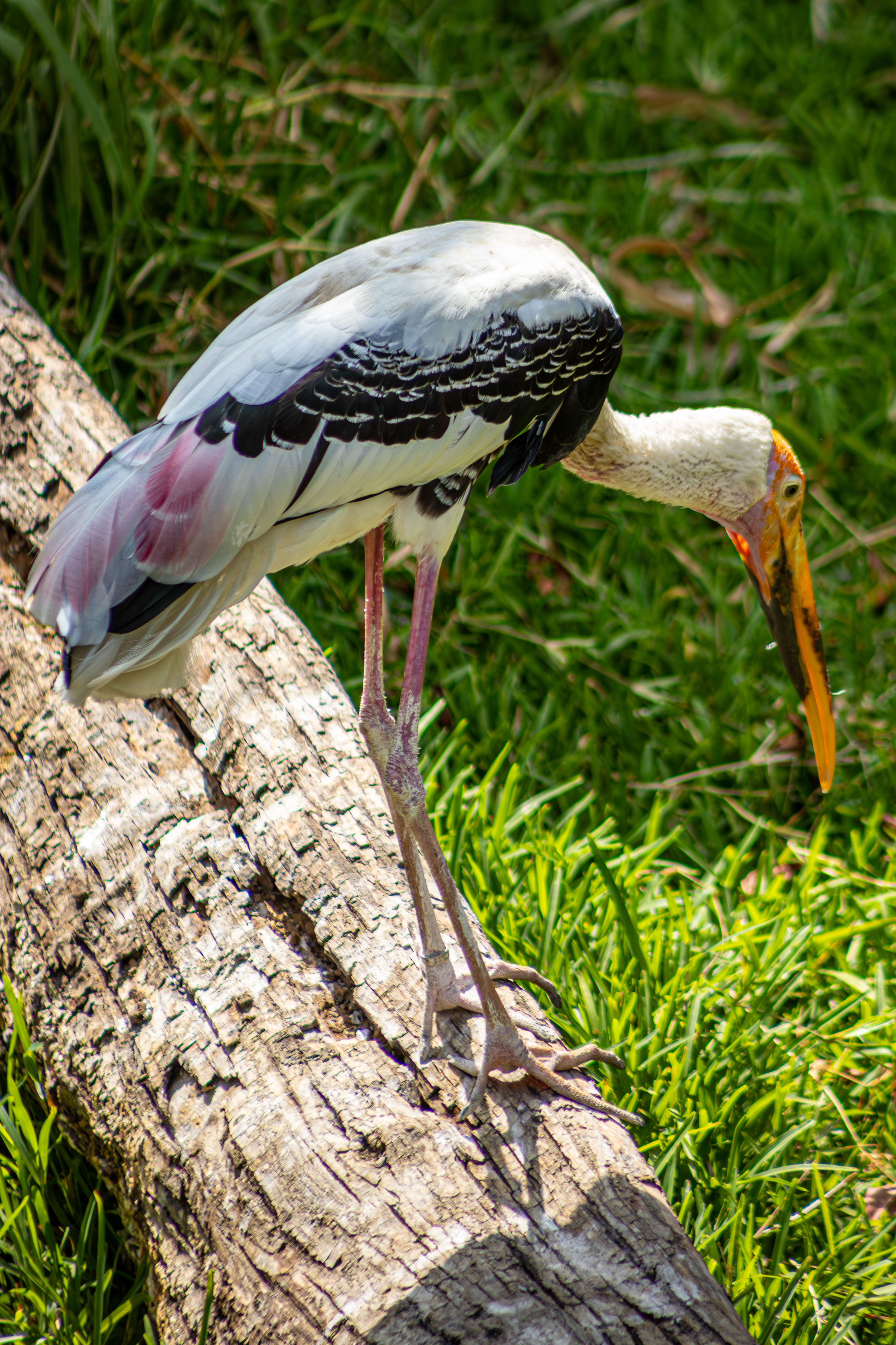 Stork Geologico Photos, Download The BEST Free Stork Geologico Stock ...