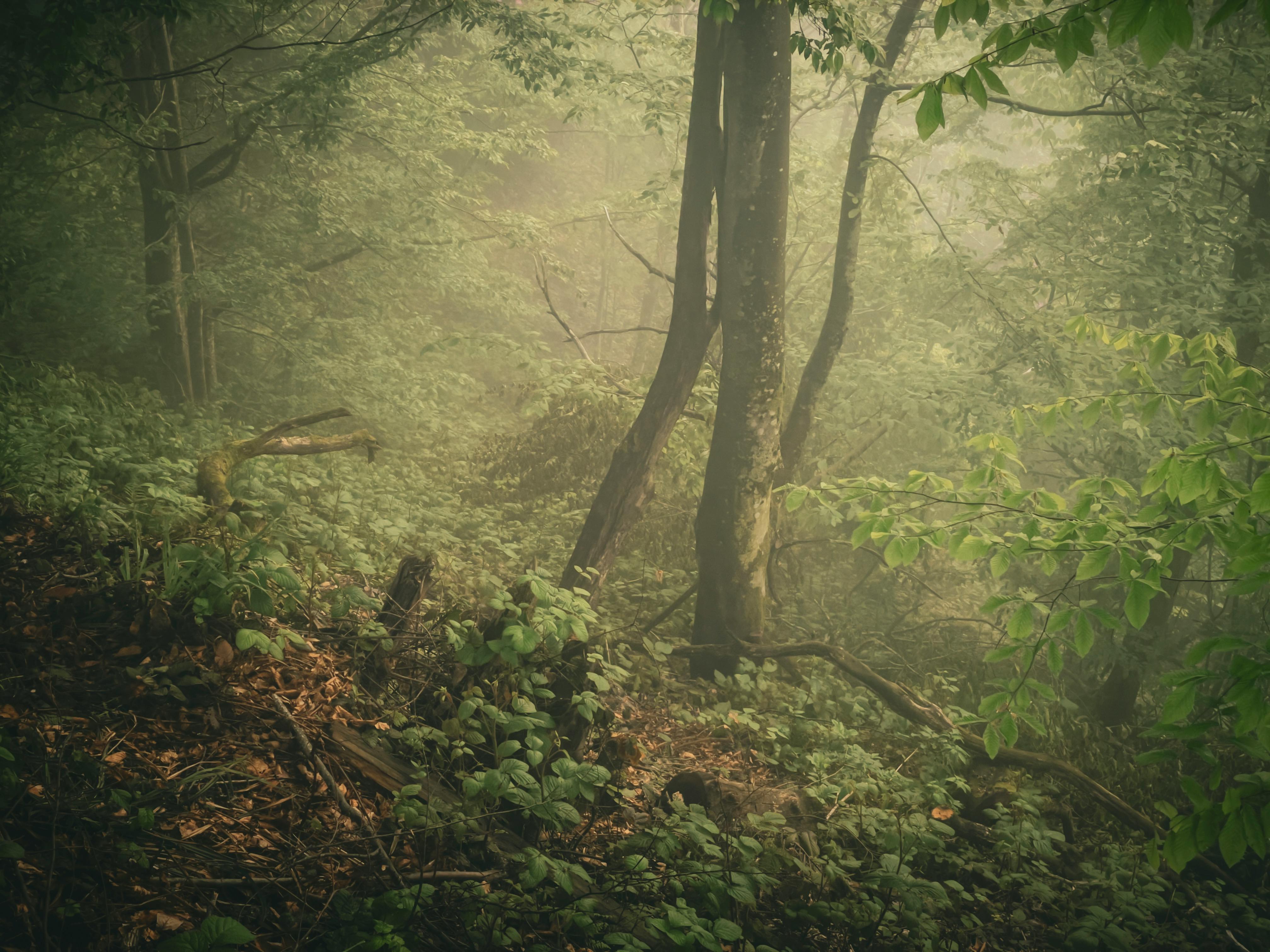 Artvin Forest Photos, Download The BEST Free Artvin Forest Stock Photos ...