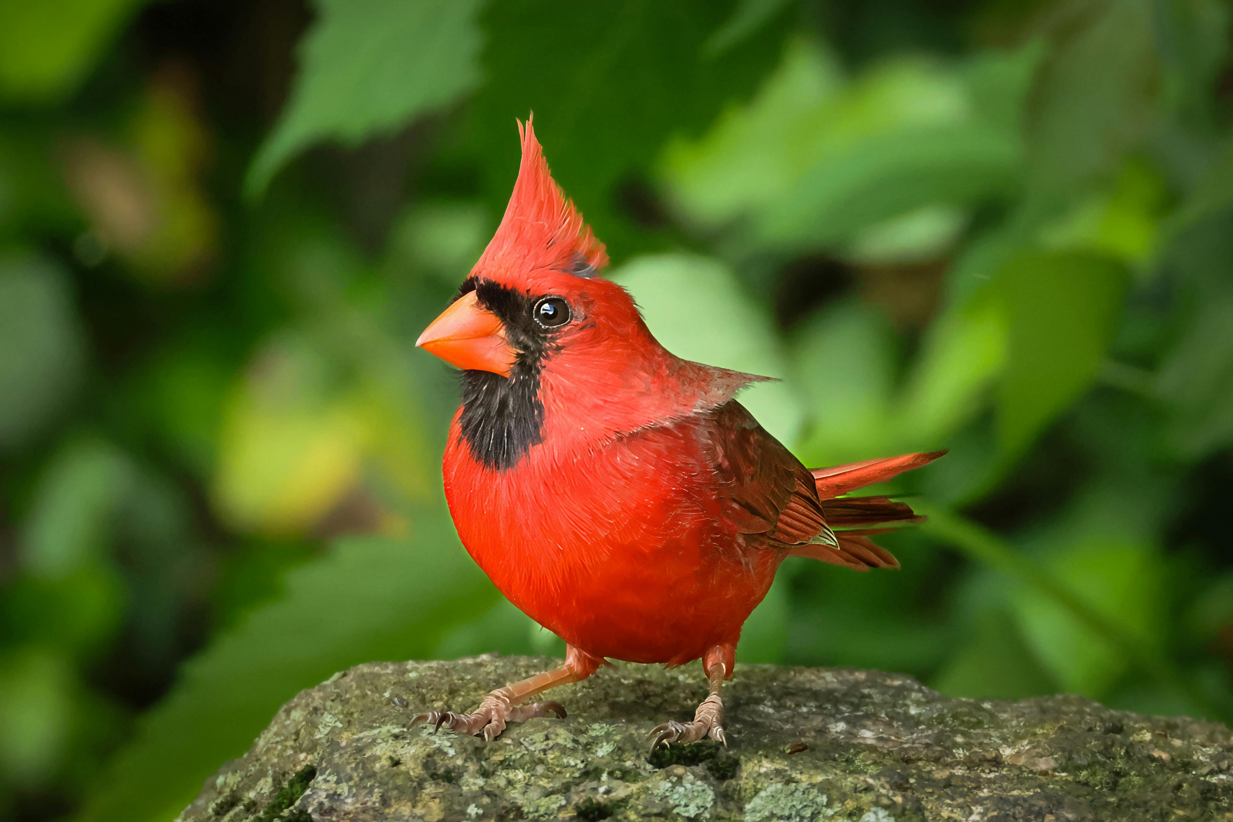 Vibrant Northern Cardinal in Connecticut Forest · Free Stock Photo