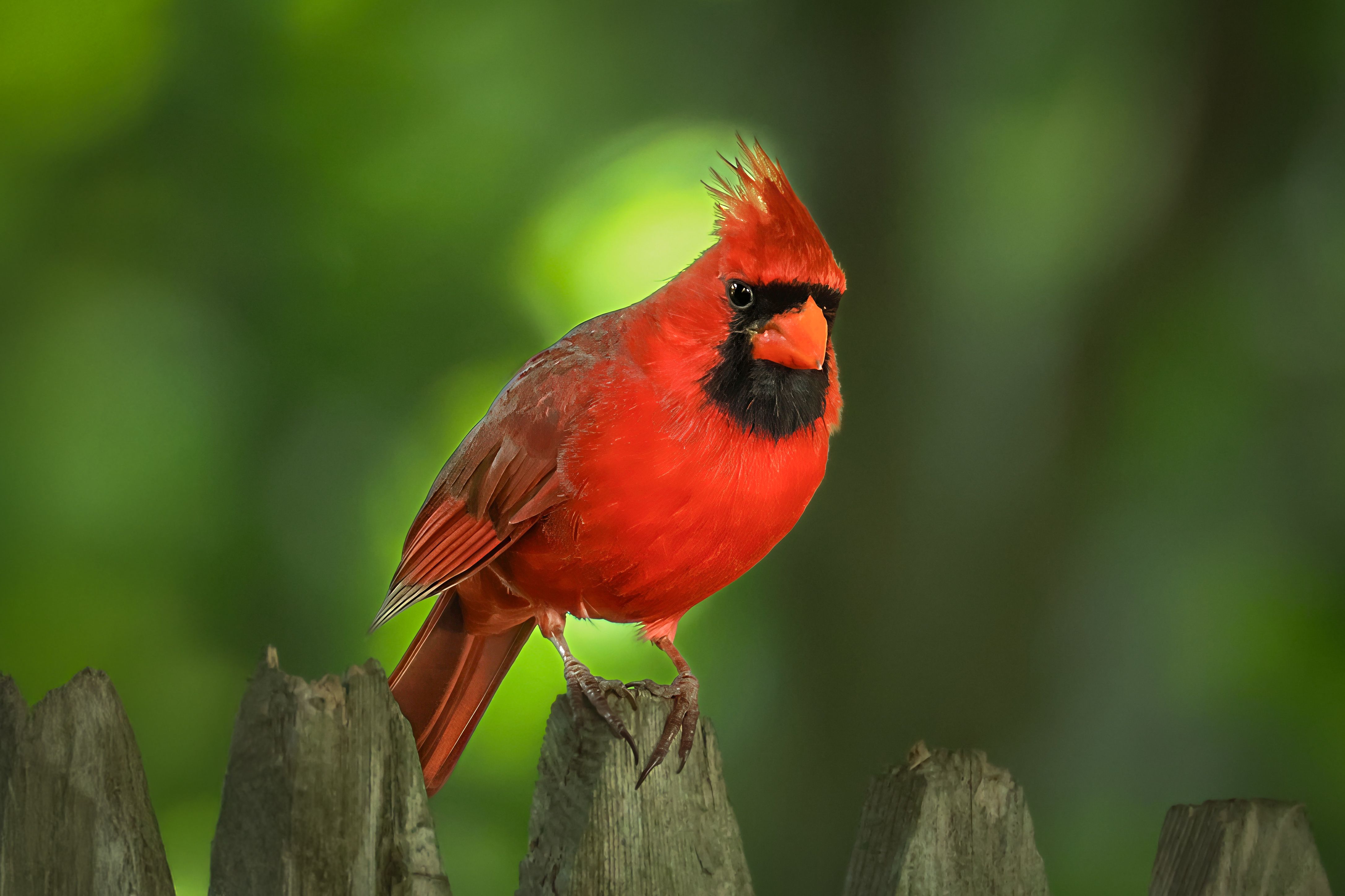 Red Cardinal Bird · Free Stock Photo