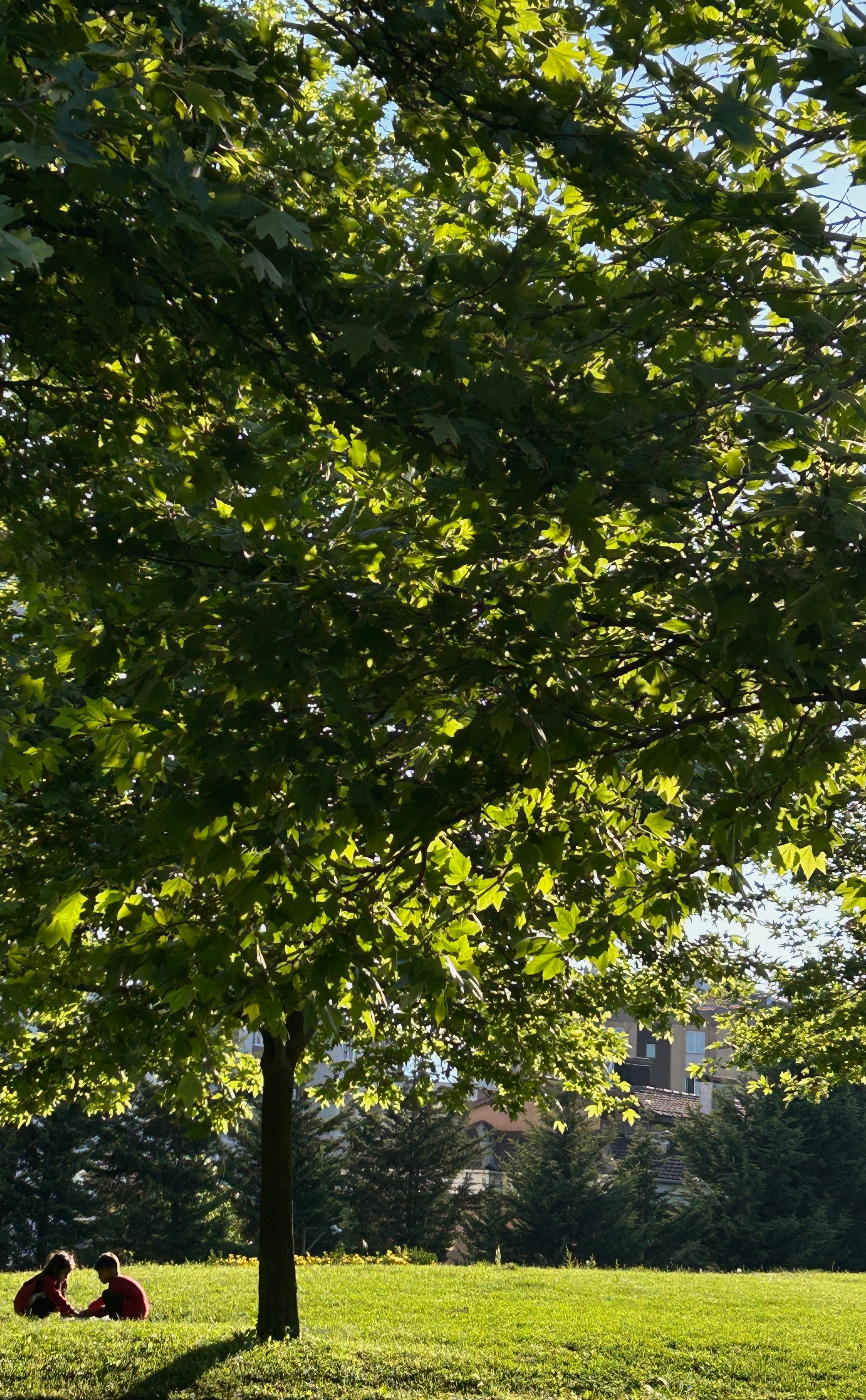 Children Playing Under a Tree in Sunlit Park · Free Stock Photo