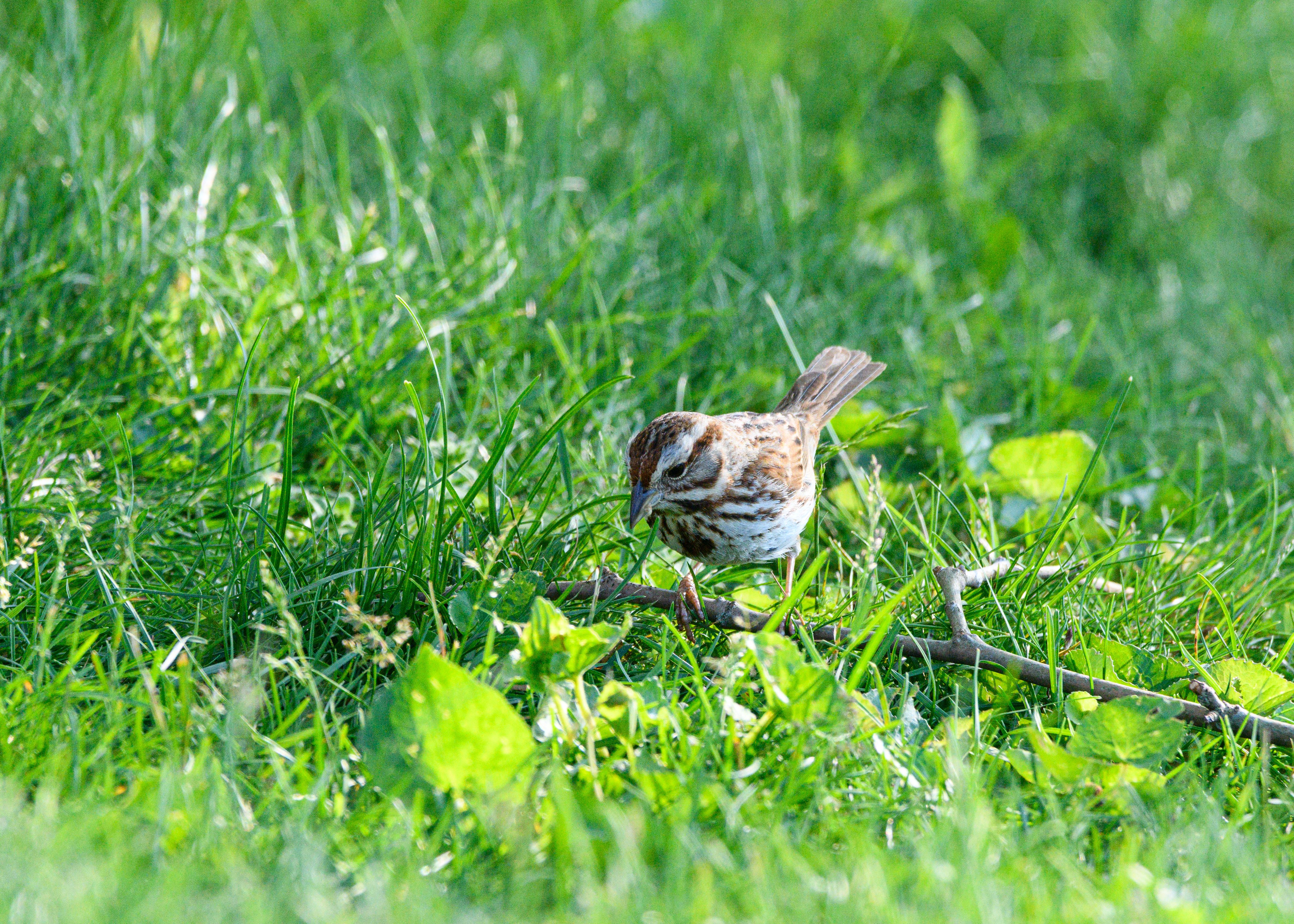 Song Sparrow on Lush Green Grass Outdoors · Free Stock Photo